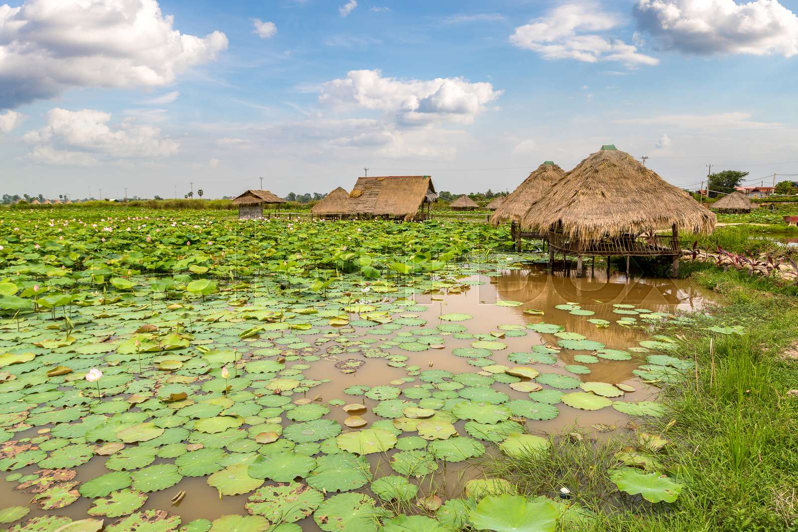 Lotus farm in Cambodia | Stock image | Colourbox