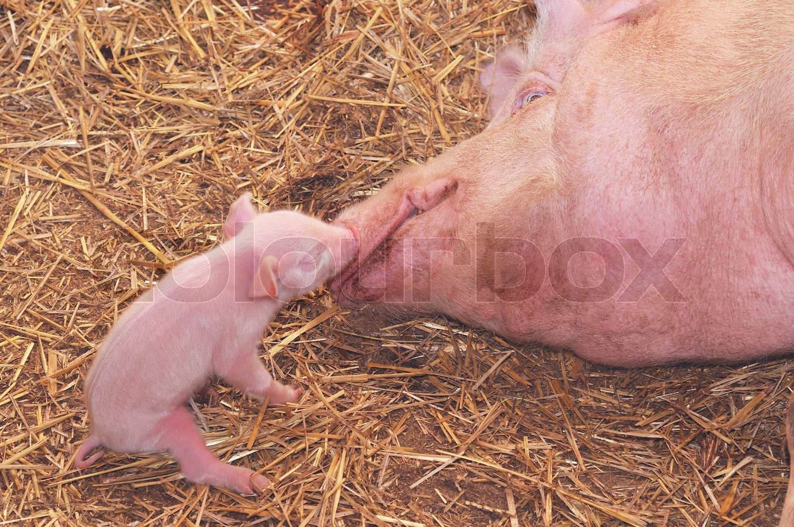 Mother and baby pig | Stock image | Colourbox