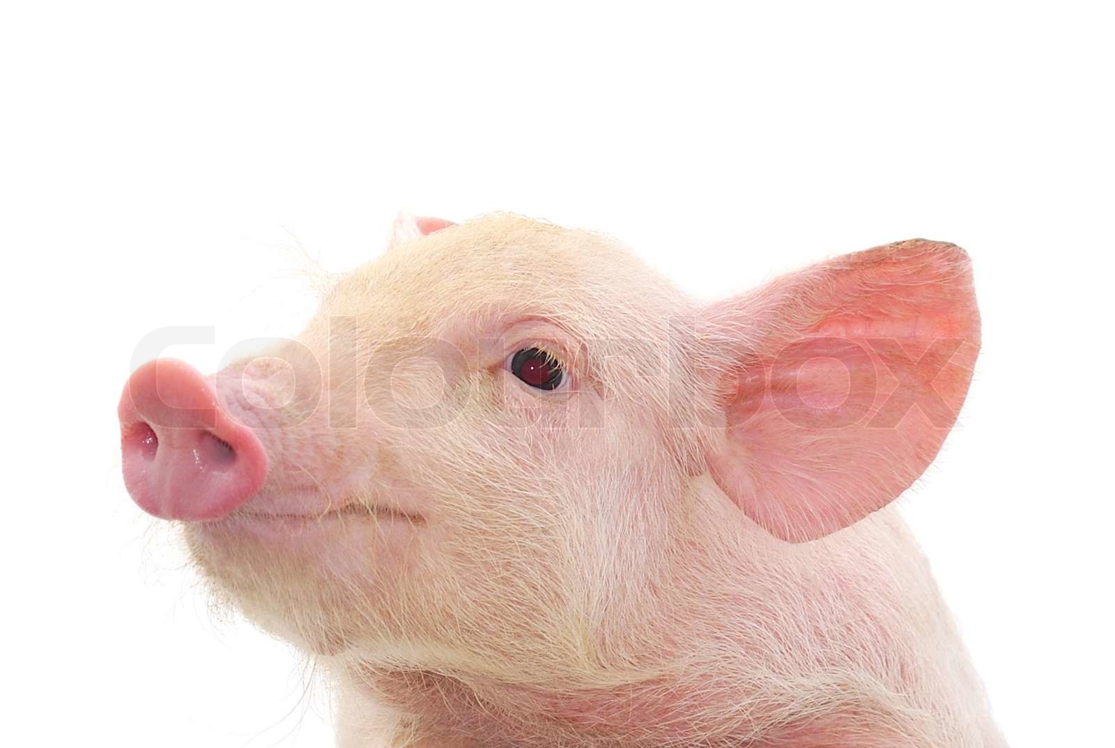 Portrait of a pig | Stock image | Colourbox