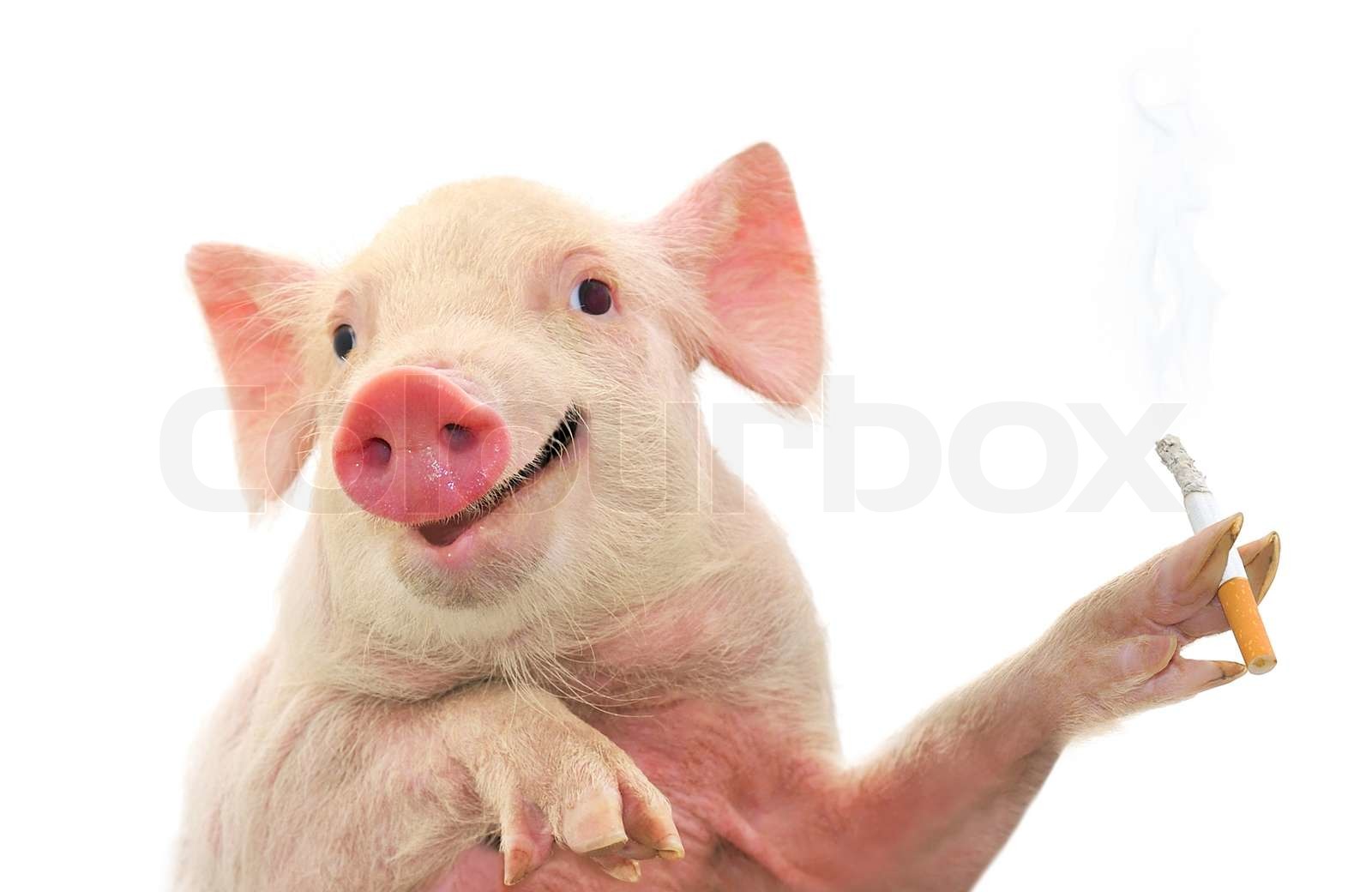 Pig Smoking Cigarette | Stock image | Colourbox
