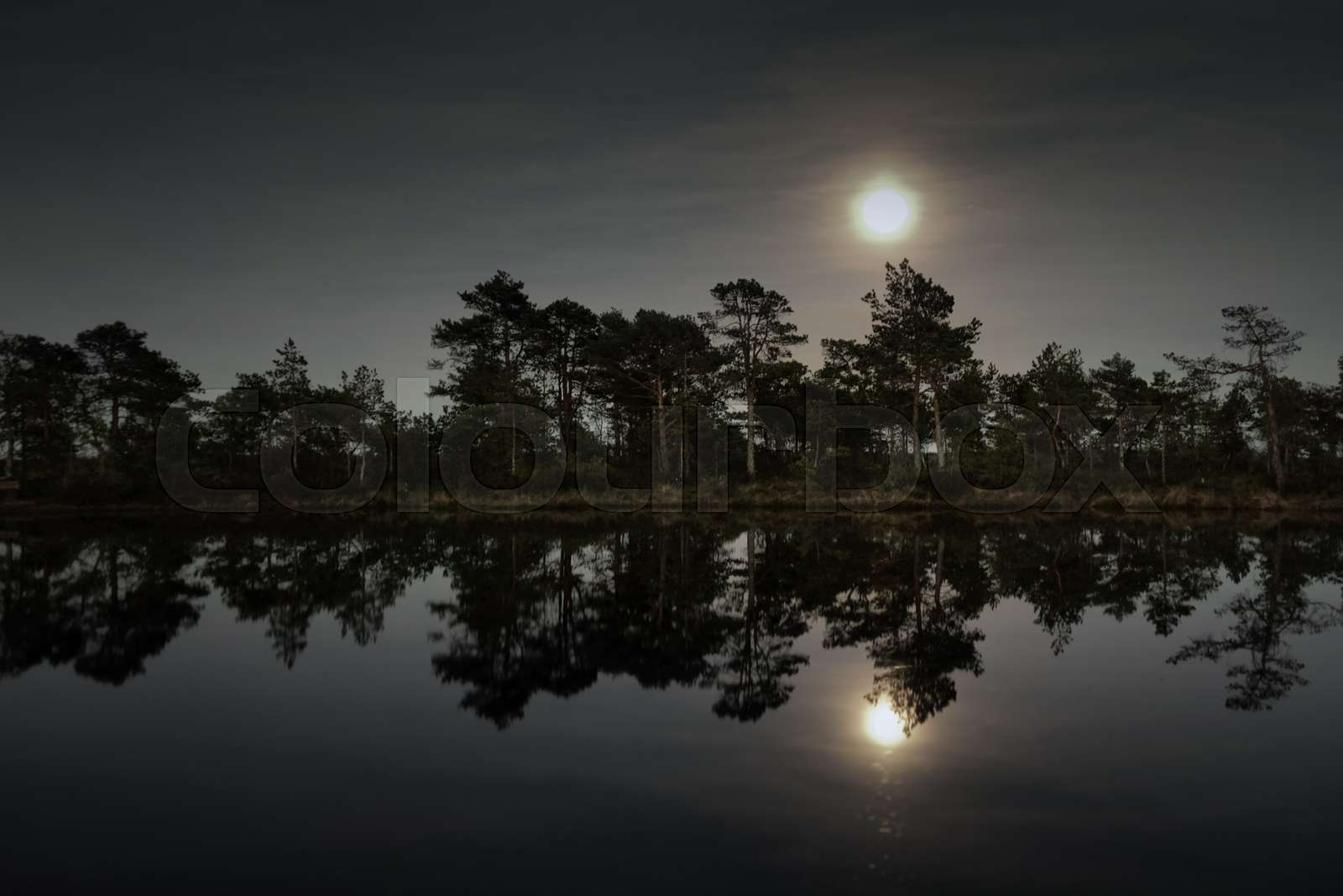 moonlit night in the swamp | Stock image | Colourbox
