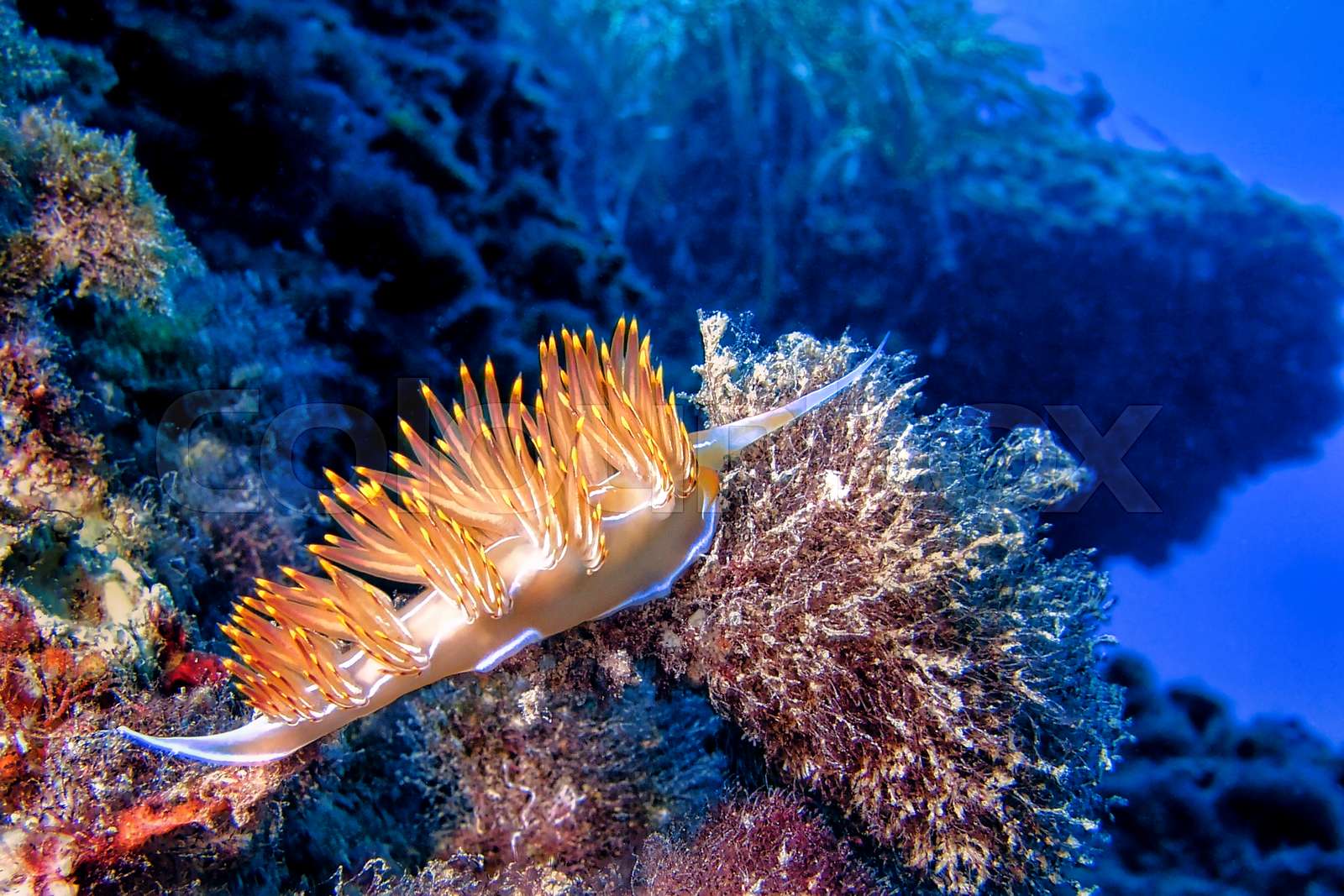 Sea Slug, Nudibranch, Slim Aesop | Stock image | Colourbox