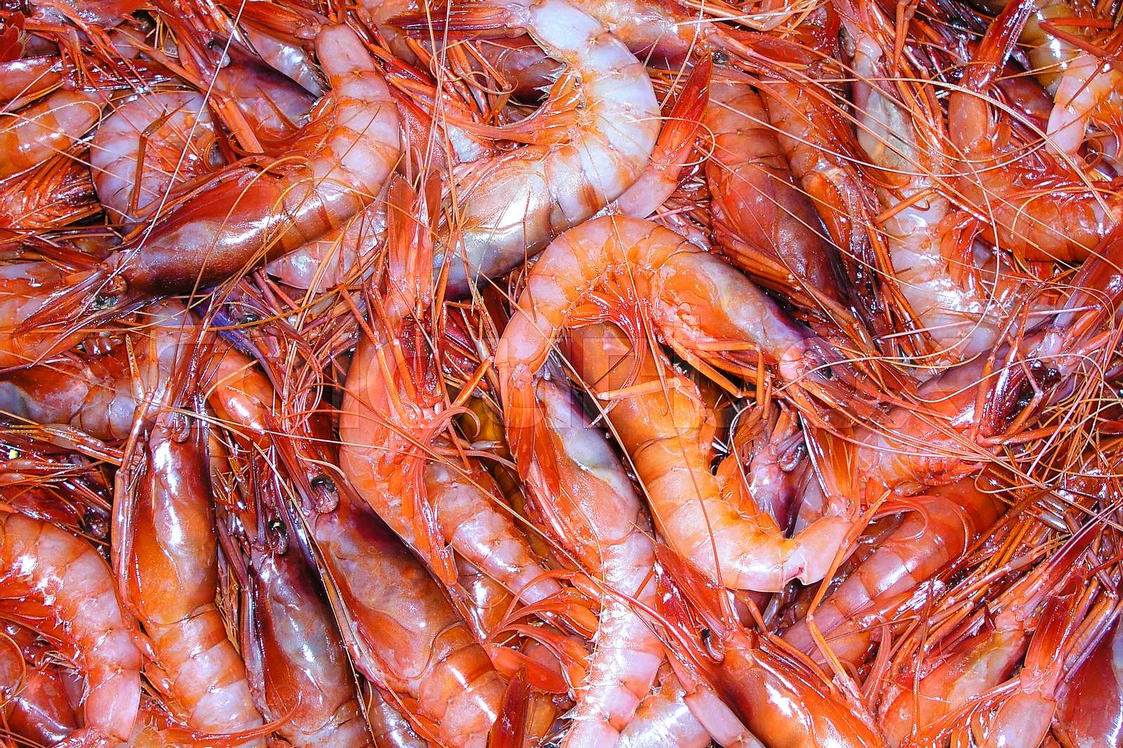 Red Shrimp, Recently Fished | Stock image | Colourbox