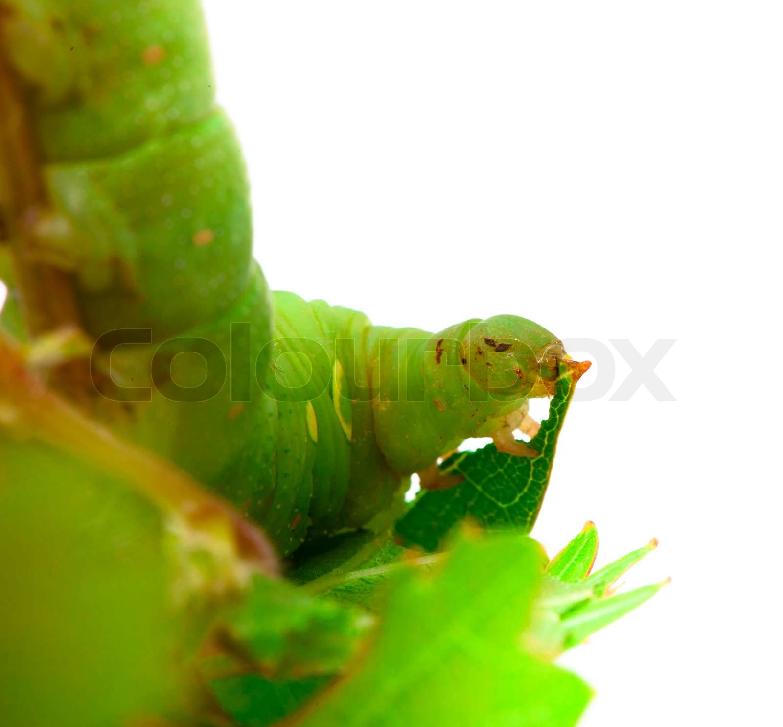 Caterpillar on a grape leaf | Stock image | Colourbox