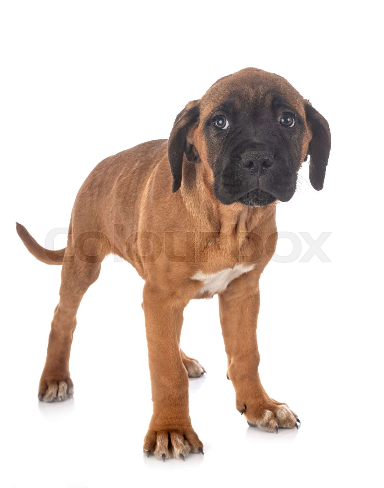 Italian Mastiff Puppies