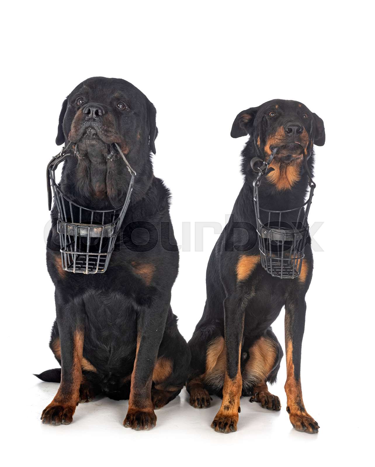 beauceron and rottweiler | Stock image | Colourbox