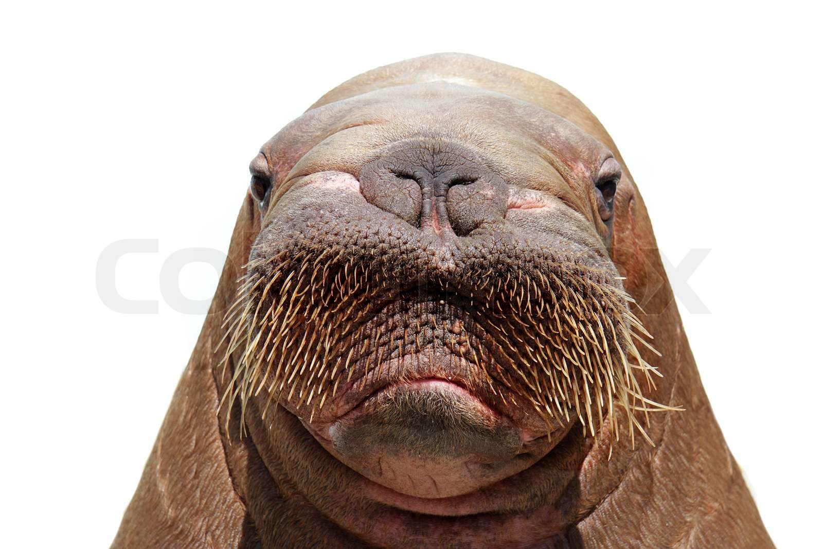 walrus head isolated over white | Stock image | Colourbox