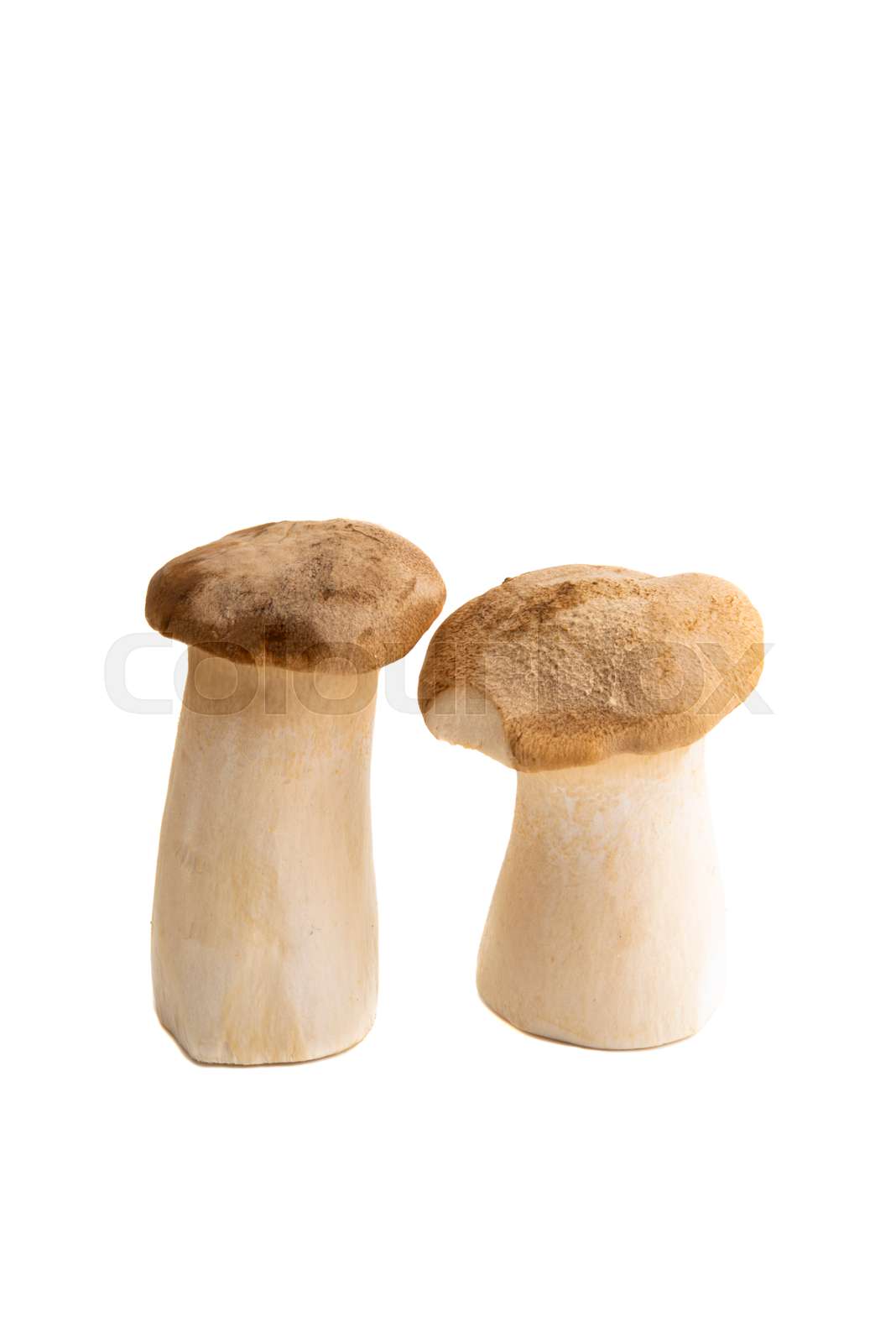 eringi mushrooms isolated | Stock image | Colourbox