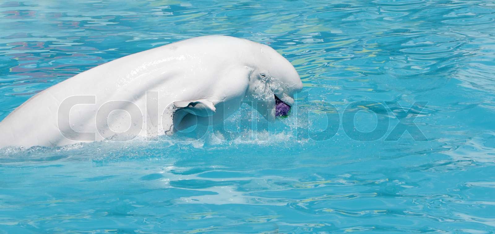 beluga whale white whale playing with ball in water | Stock image ...