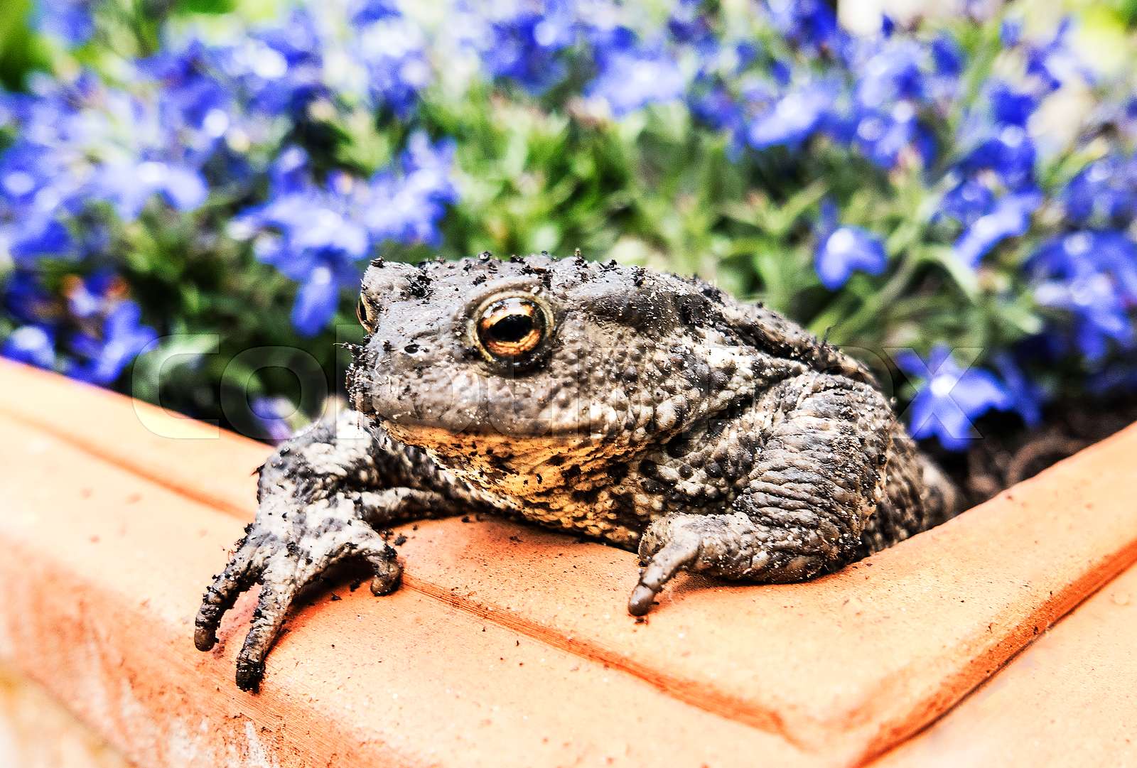 Toad in a flower pot. | Stock image | Colourbox