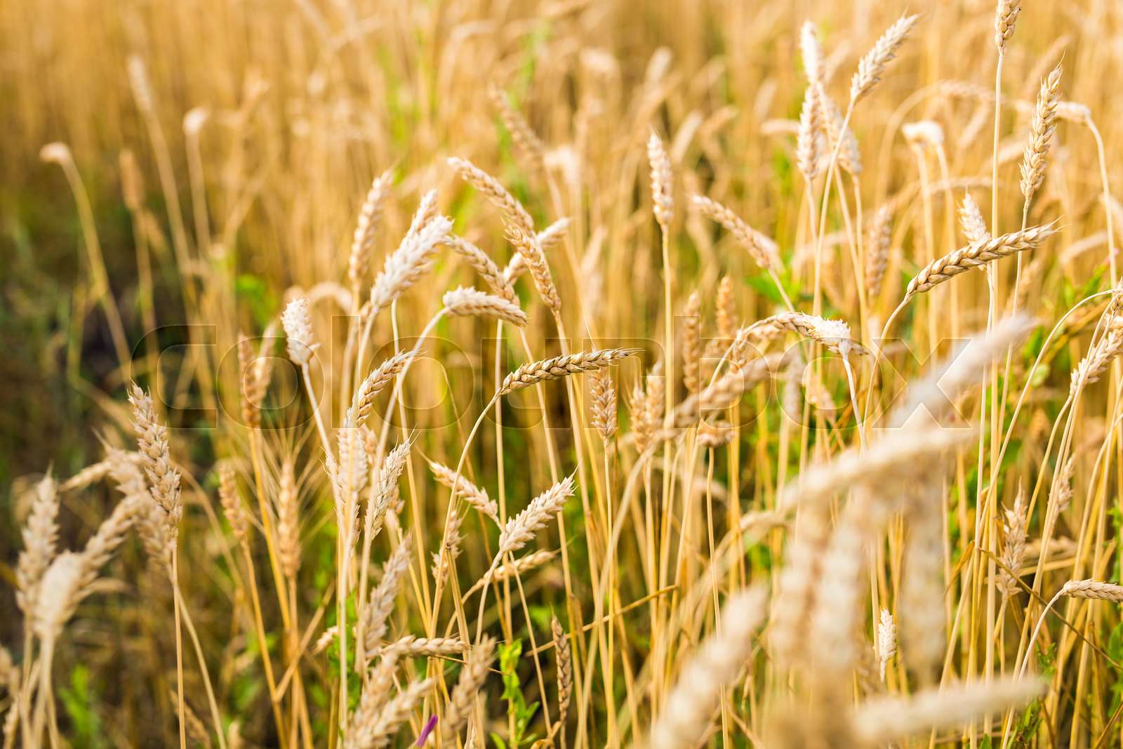 field of rye | Stock image | Colourbox