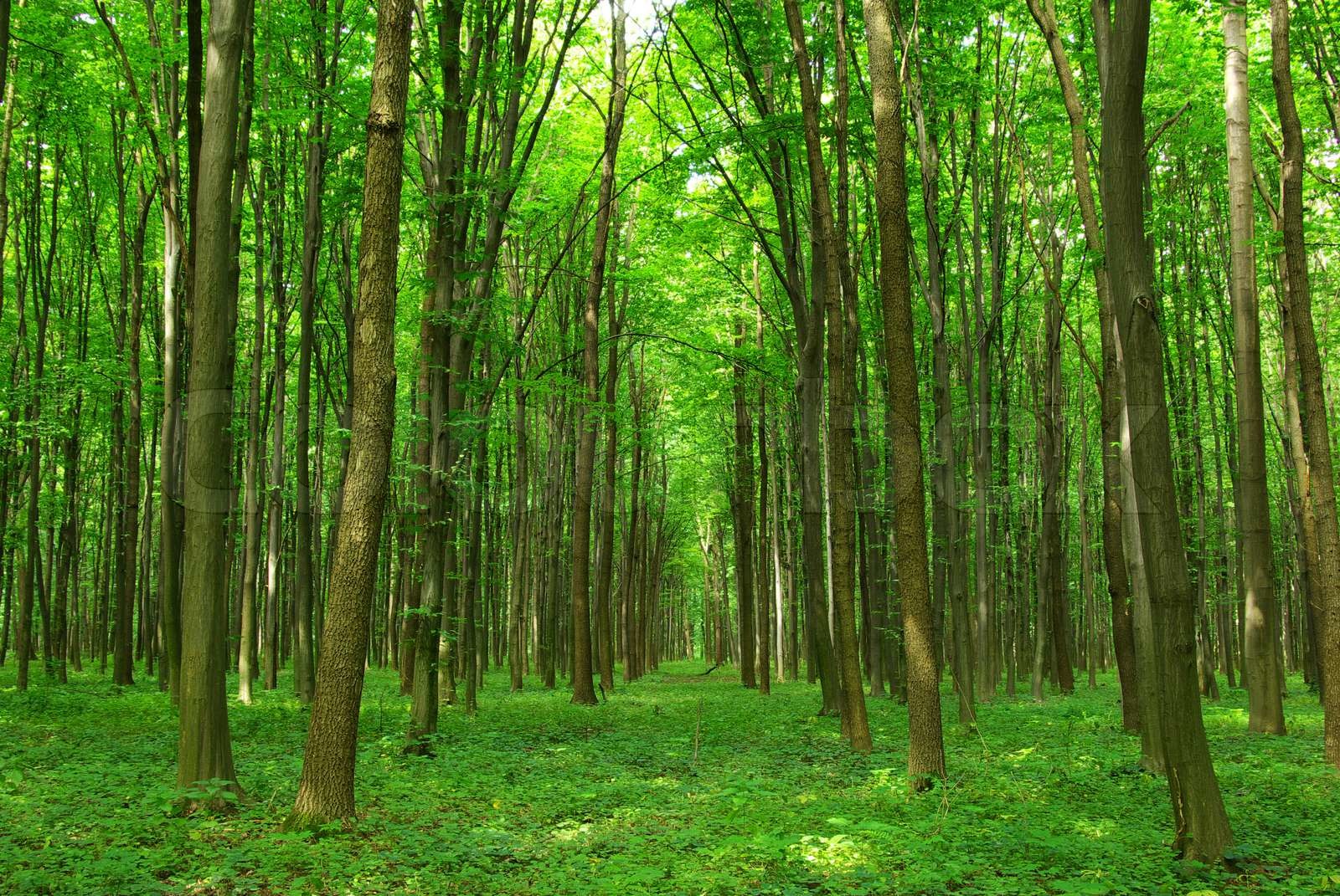 forest | Stock image | Colourbox