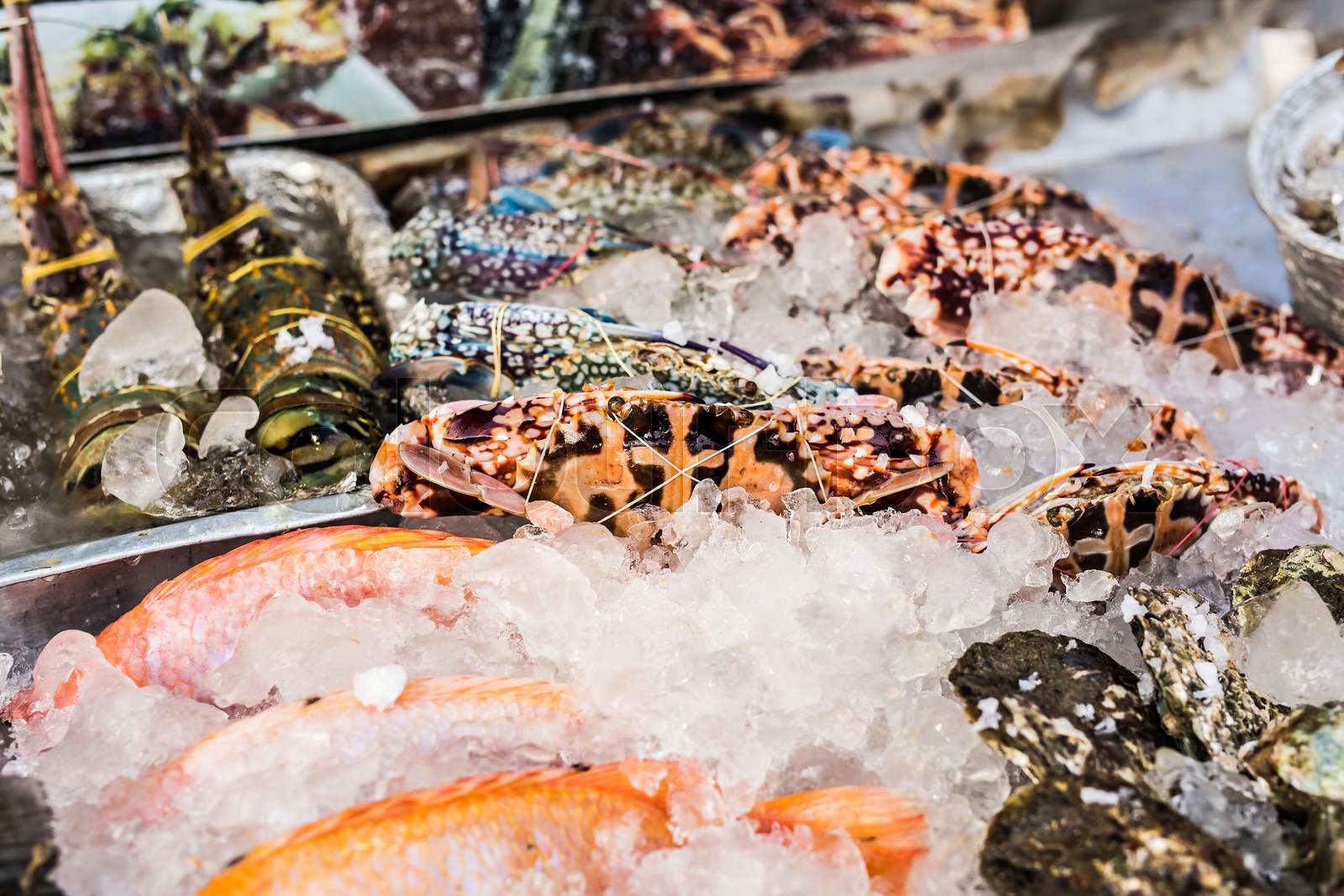 Seafood on ice at the fish market | Stock image | Colourbox