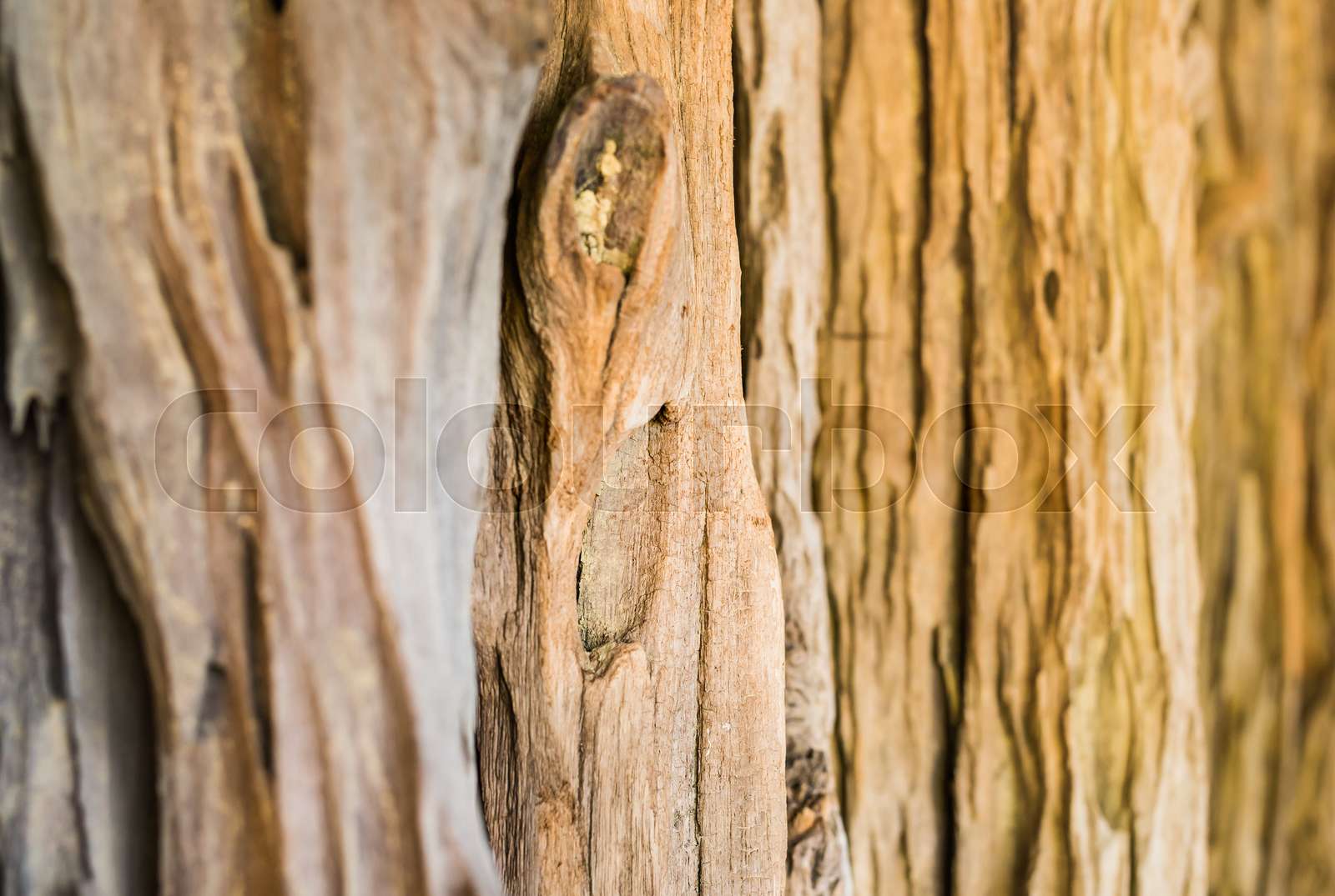 Tree texture pattern backgroung. | Stock image | Colourbox