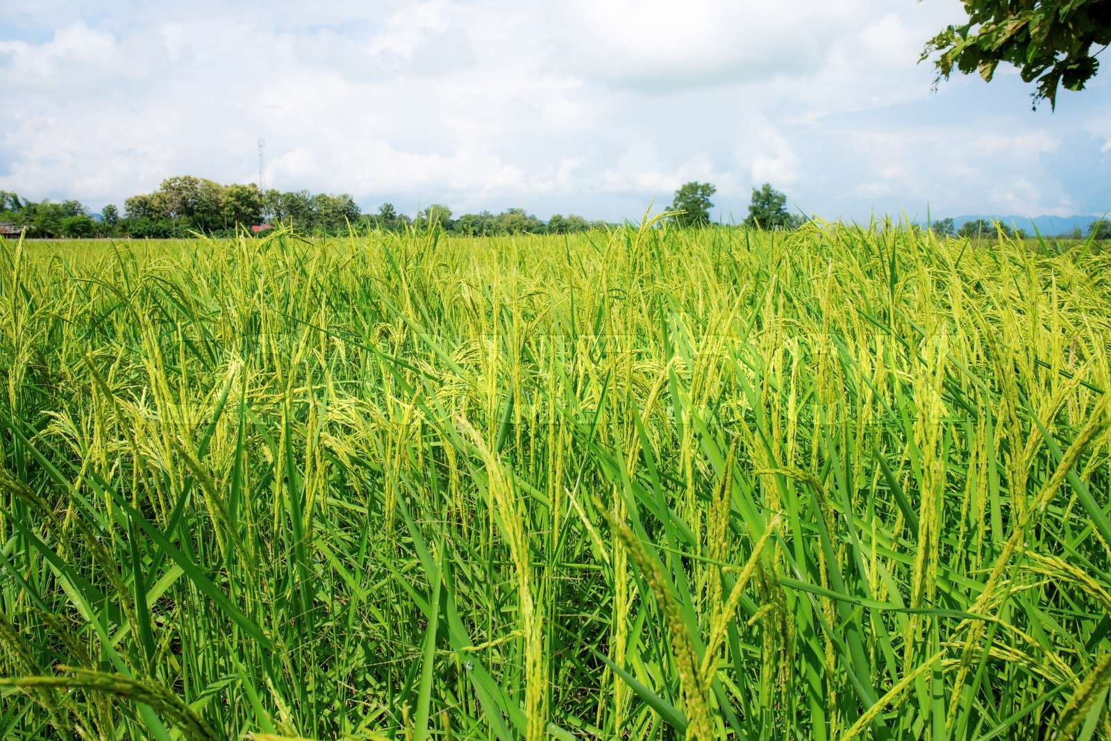 Rice are growing in fields. | Stock image | Colourbox