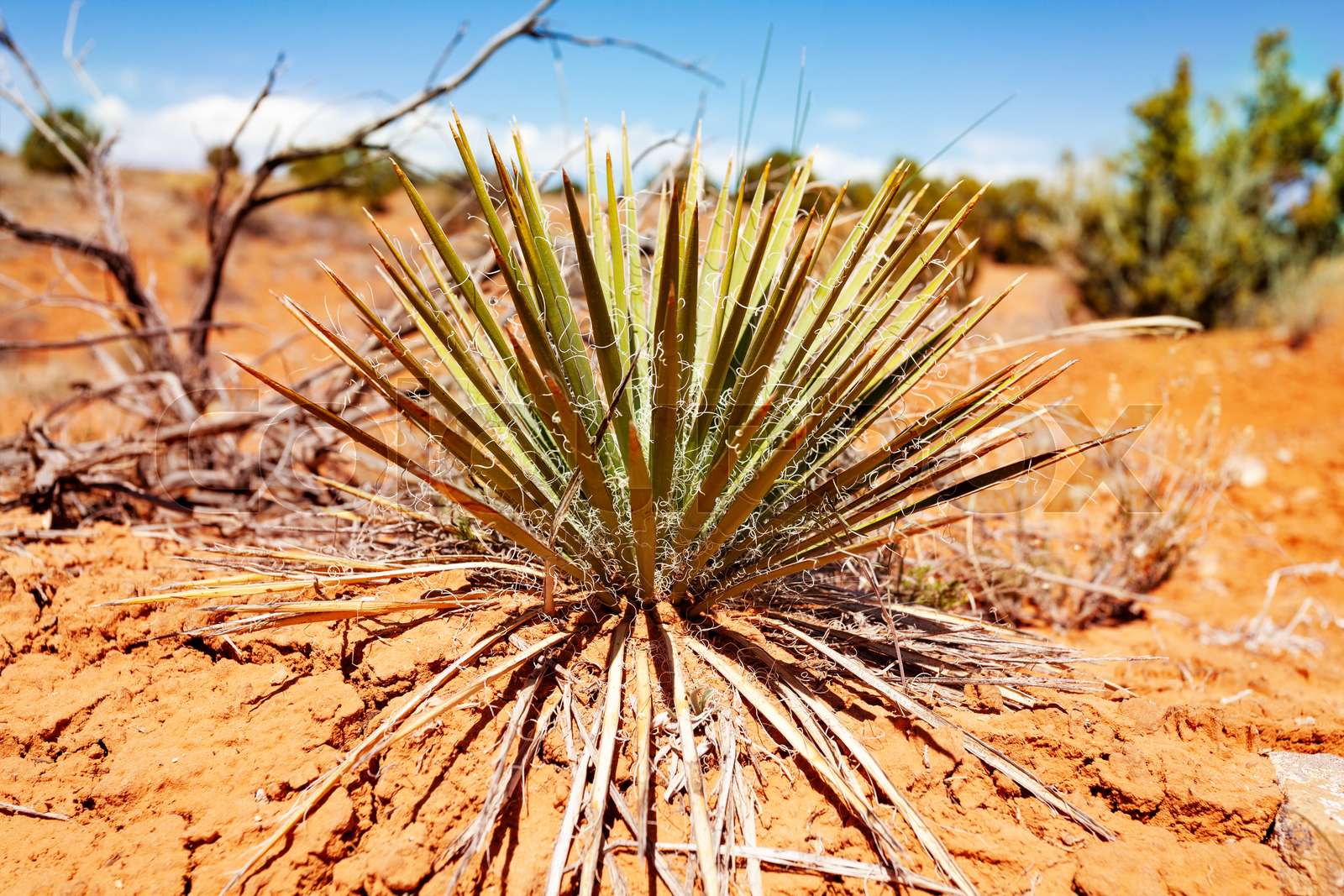 Utah Moab Desert Blue agave Flora | Stock image | Colourbox