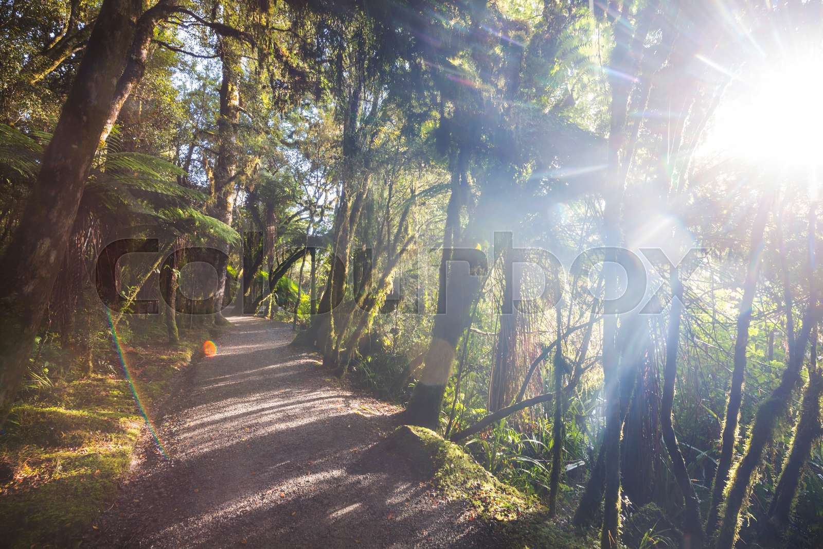 New Zealand forest | Stock image | Colourbox
