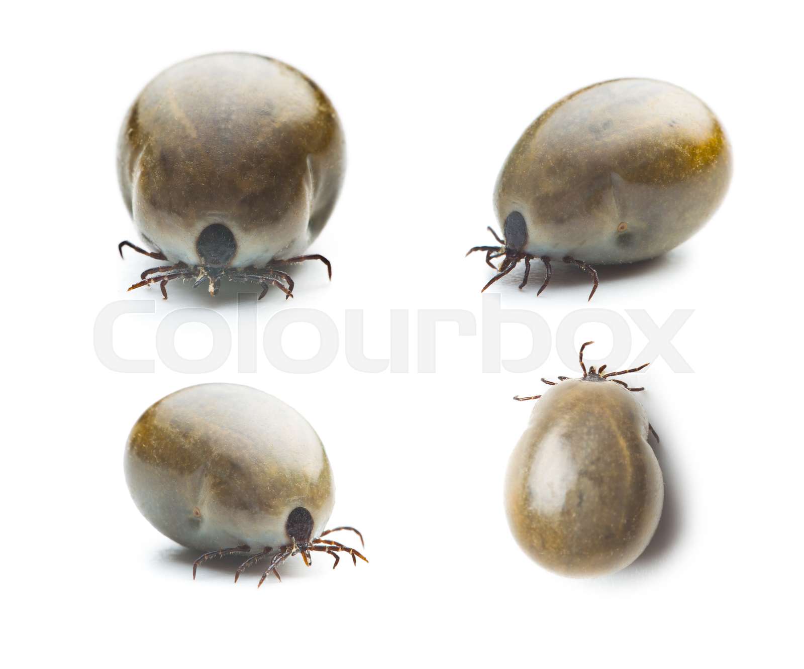 Large female of the tick. | Stock image | Colourbox