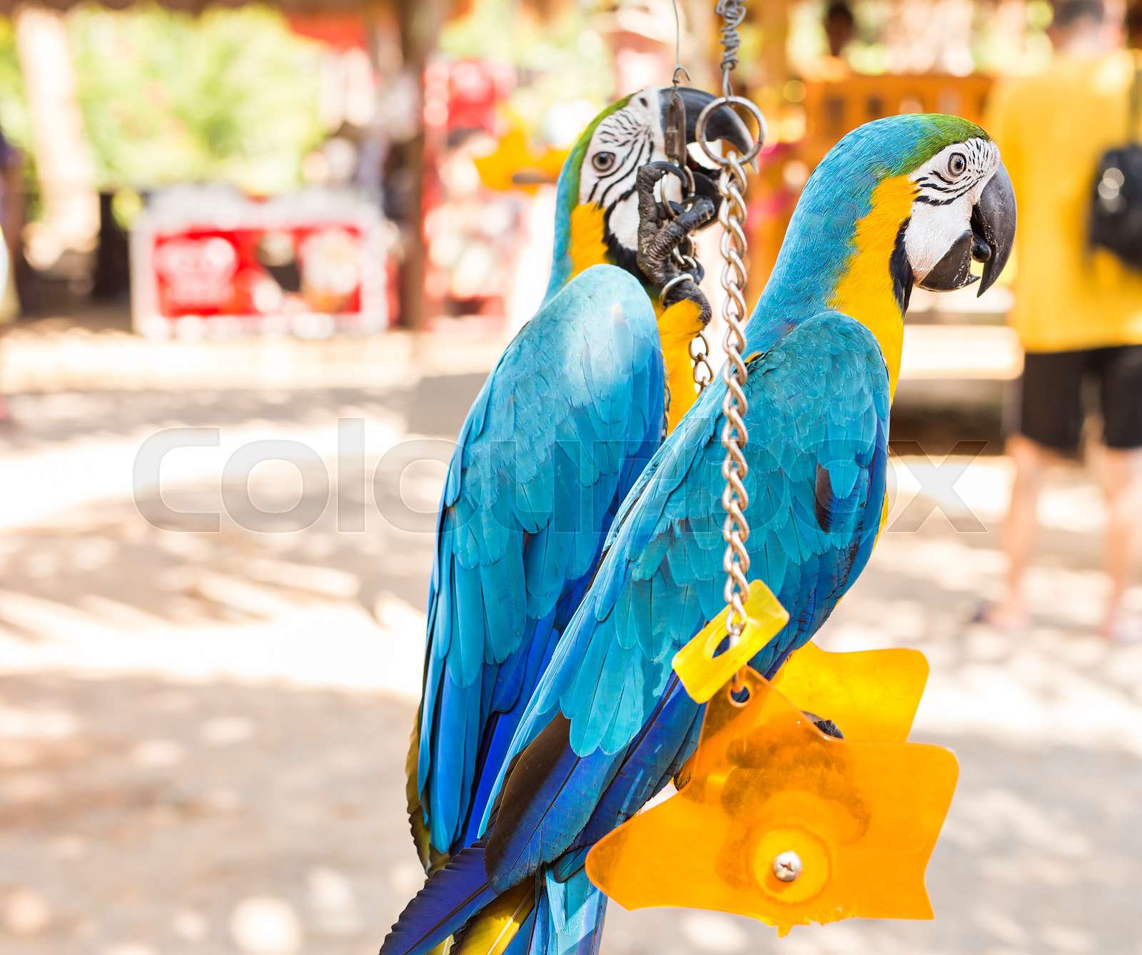 Scarlet Macaw, Ara macao parrot | Stock image | Colourbox