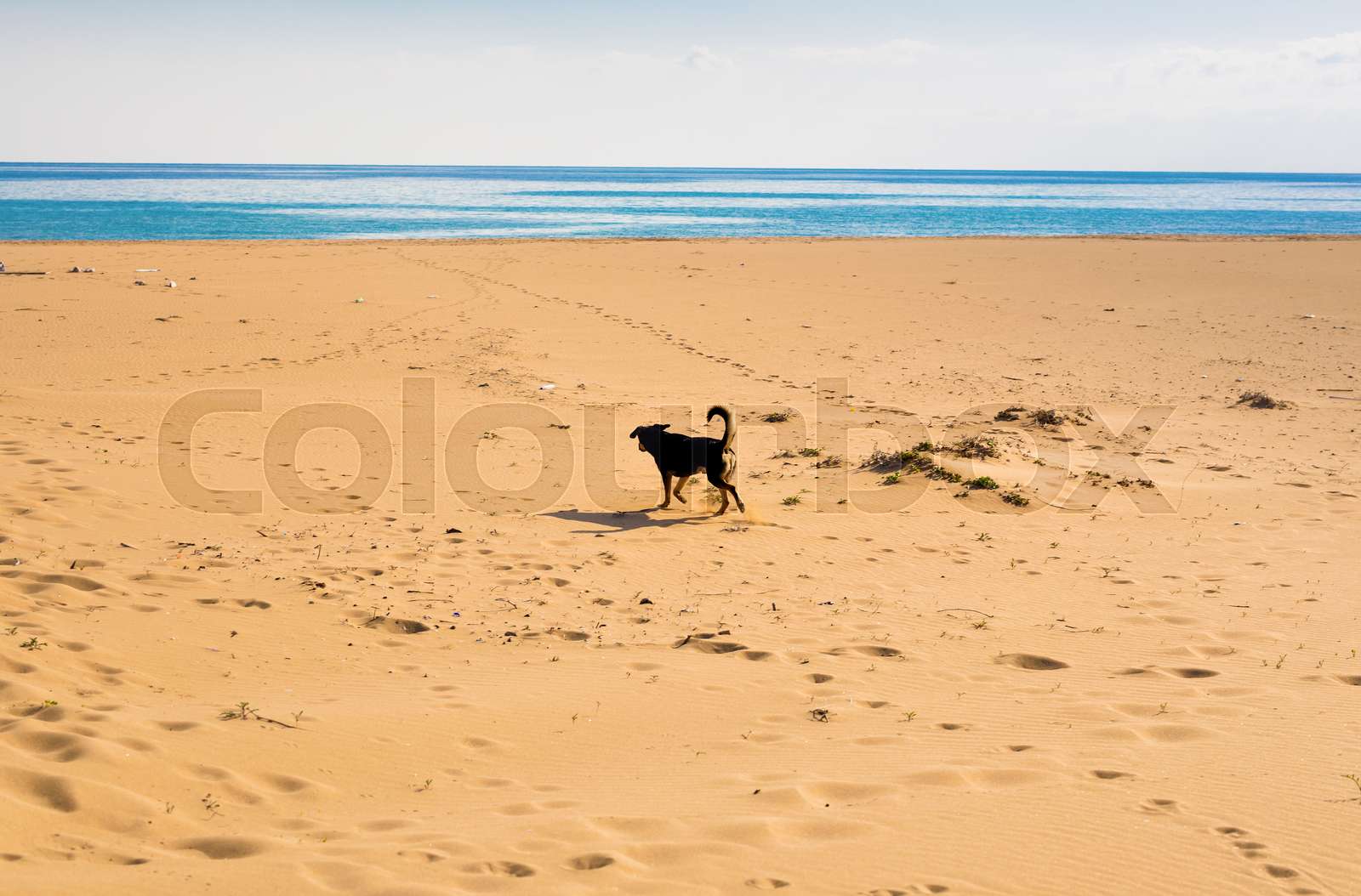 Dog walking on the beach | Stock image | Colourbox