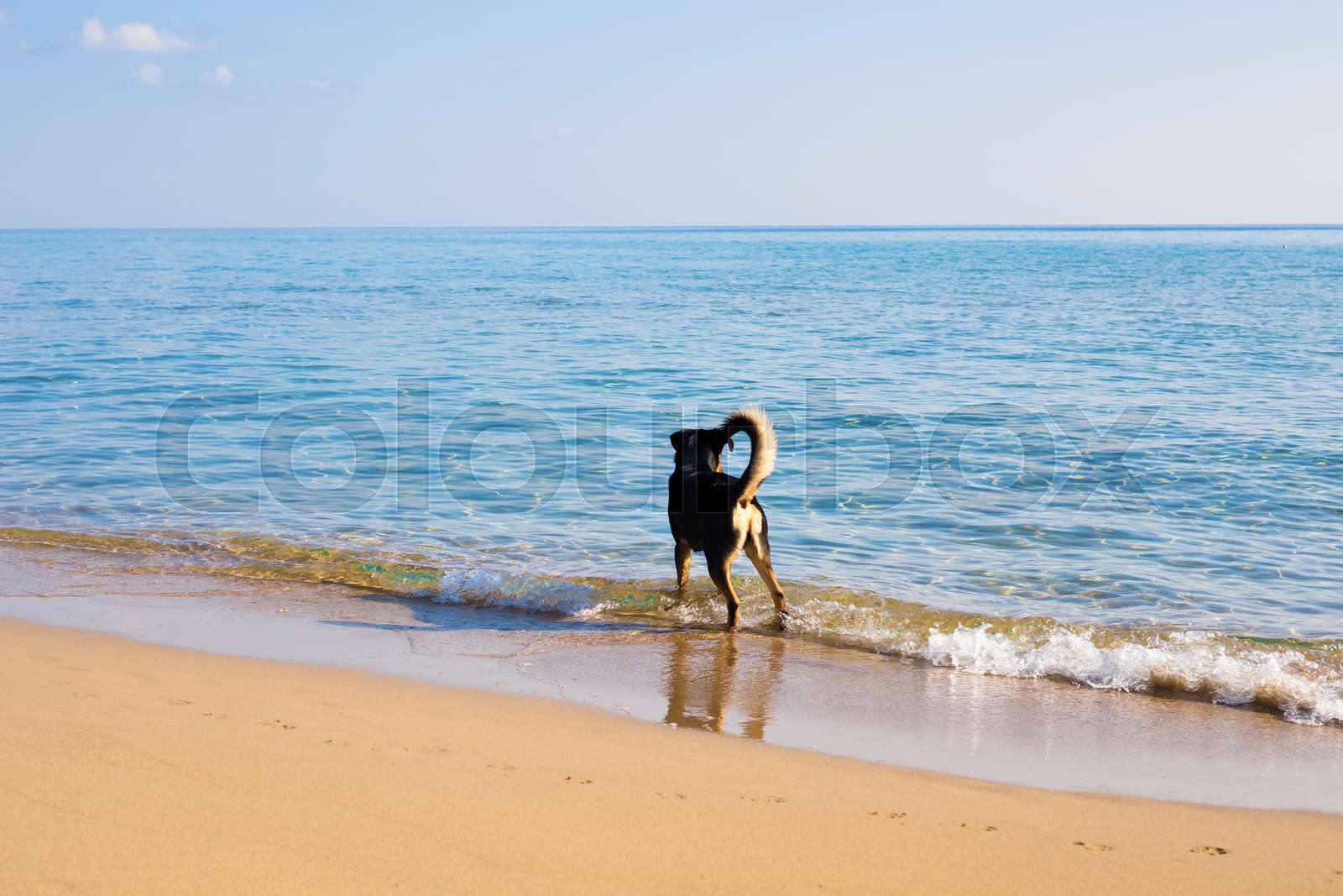 Dog walking on the beach | Stock image | Colourbox