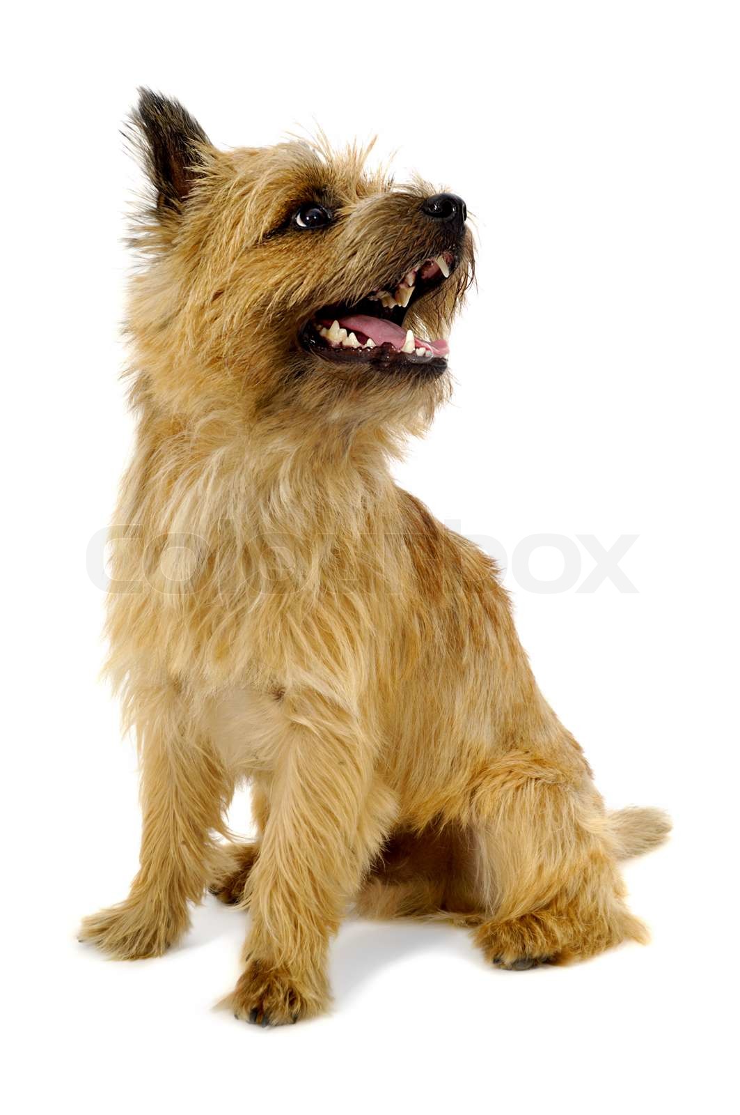 Happy dog | Stock image | Colourbox