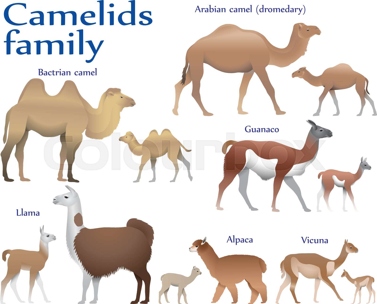 Camelids family colour | Stock vector | Colourbox