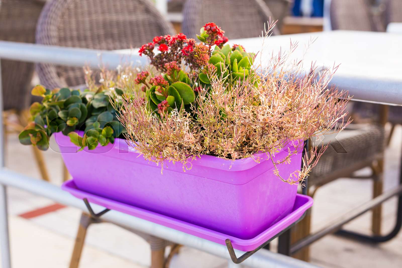 Colored potted plants | Stock image | Colourbox