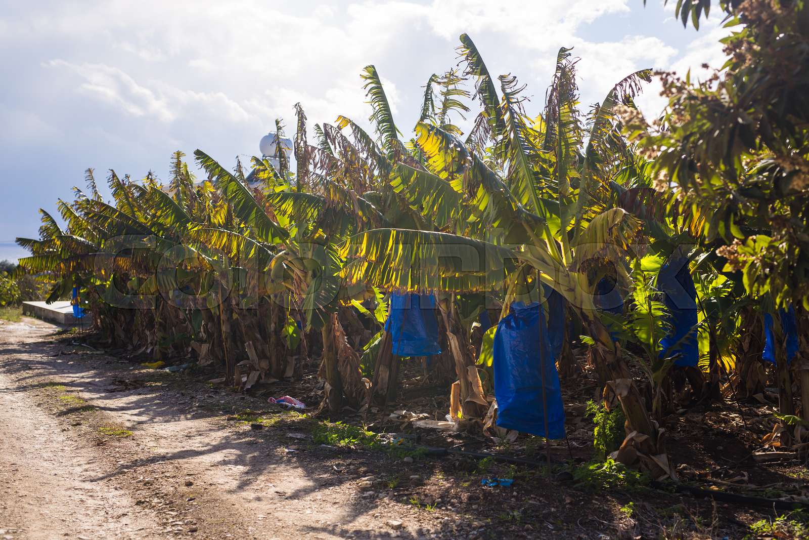 banana plantations covered with mesh. | Stock image | Colourbox