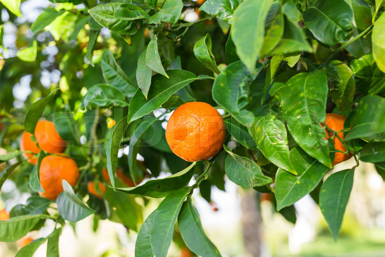 The fruit of the orange tree. | Stock image | Colourbox