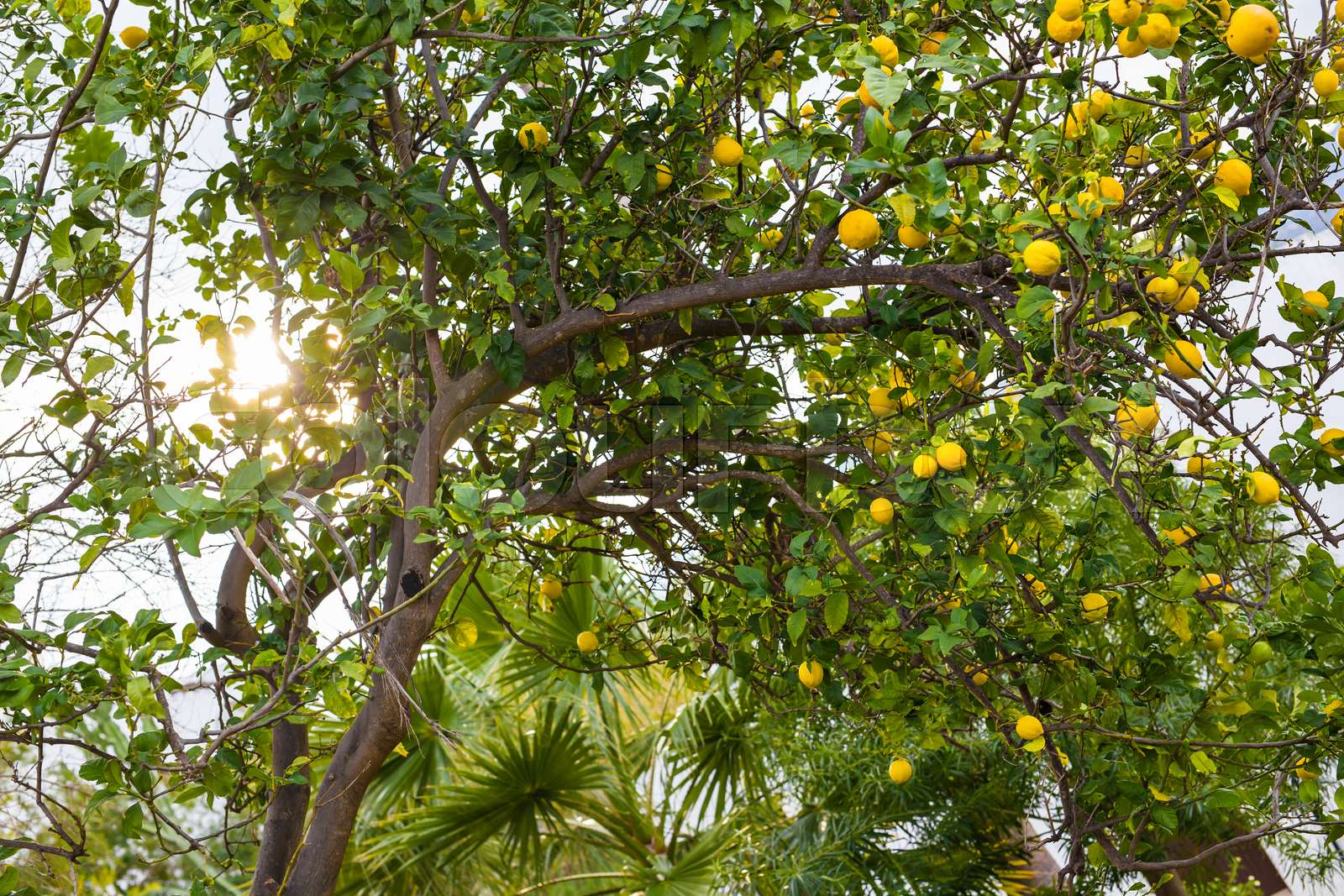 Ripe lemons hanging on a tree in Greece with sun rays shining through ...
