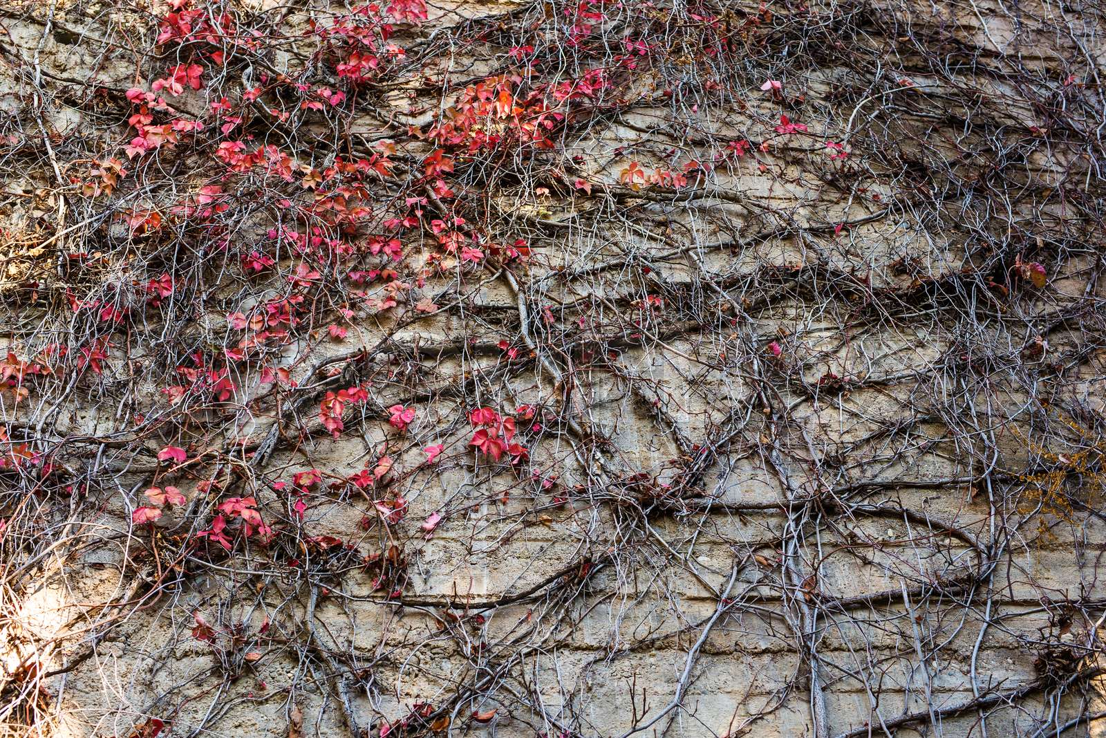 The withered branches of a climbing vine on a plaster facade made of ...
