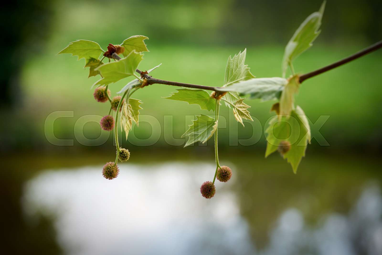 Blätter und Früchte einer Platane | Stock Bild | Colourbox