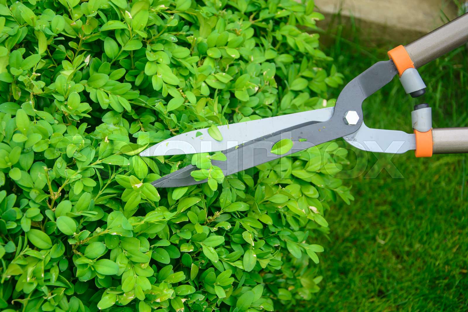 Hands are cut bush clippers in garden | Stock image | Colourbox