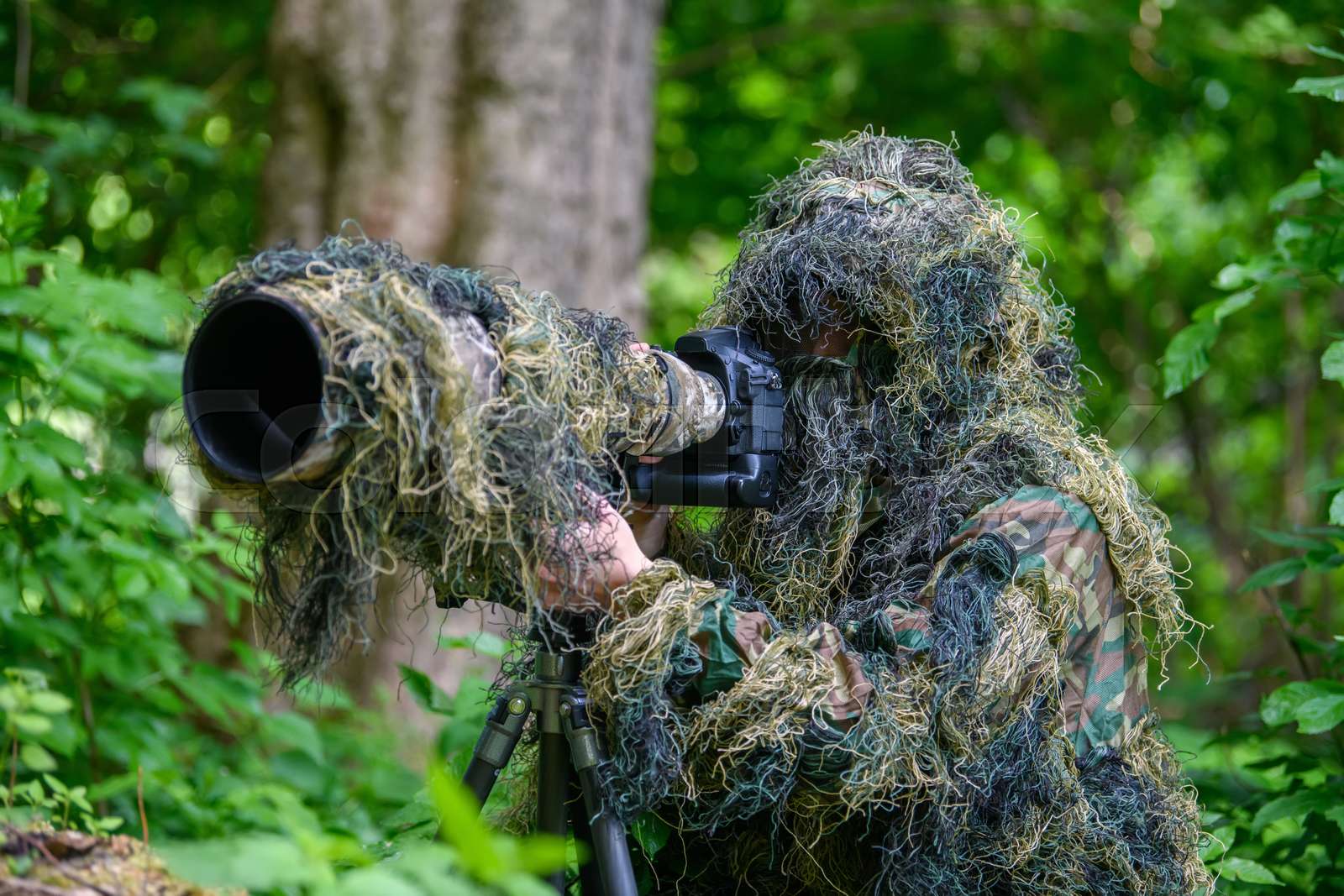 Wildlife photographer in the summer ghillie camouflage suit | Stock ...
