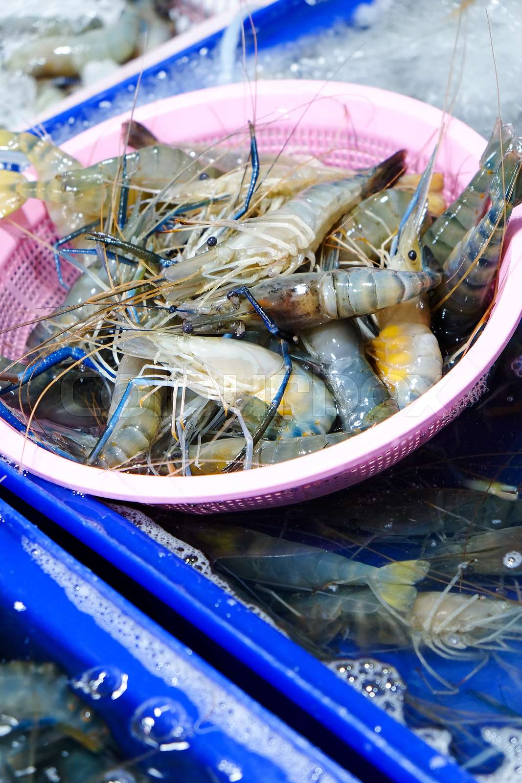 Fresh Prawn at seafood market | Stock image | Colourbox