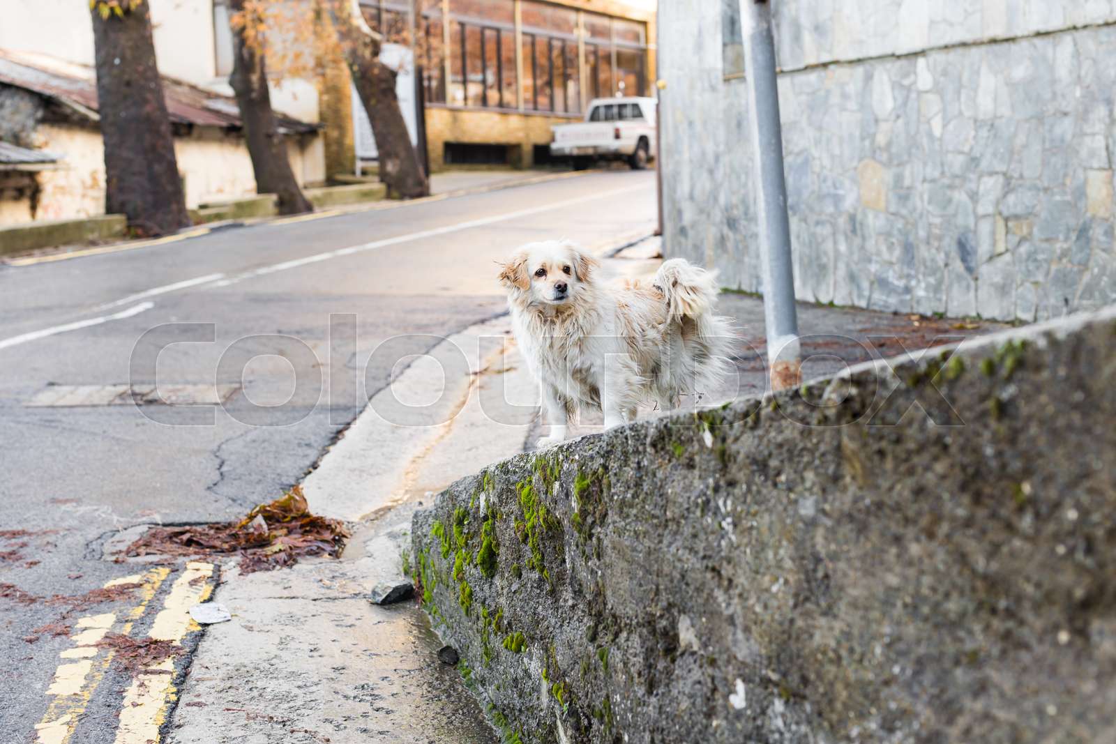 Portrait of a Sad Homeless Dog | Stock image | Colourbox