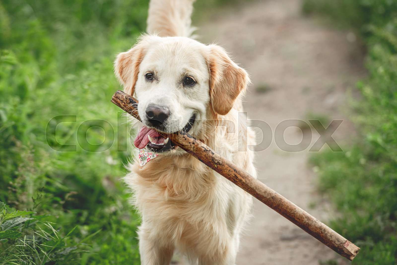 Cute dog running with stick | Stock image | Colourbox