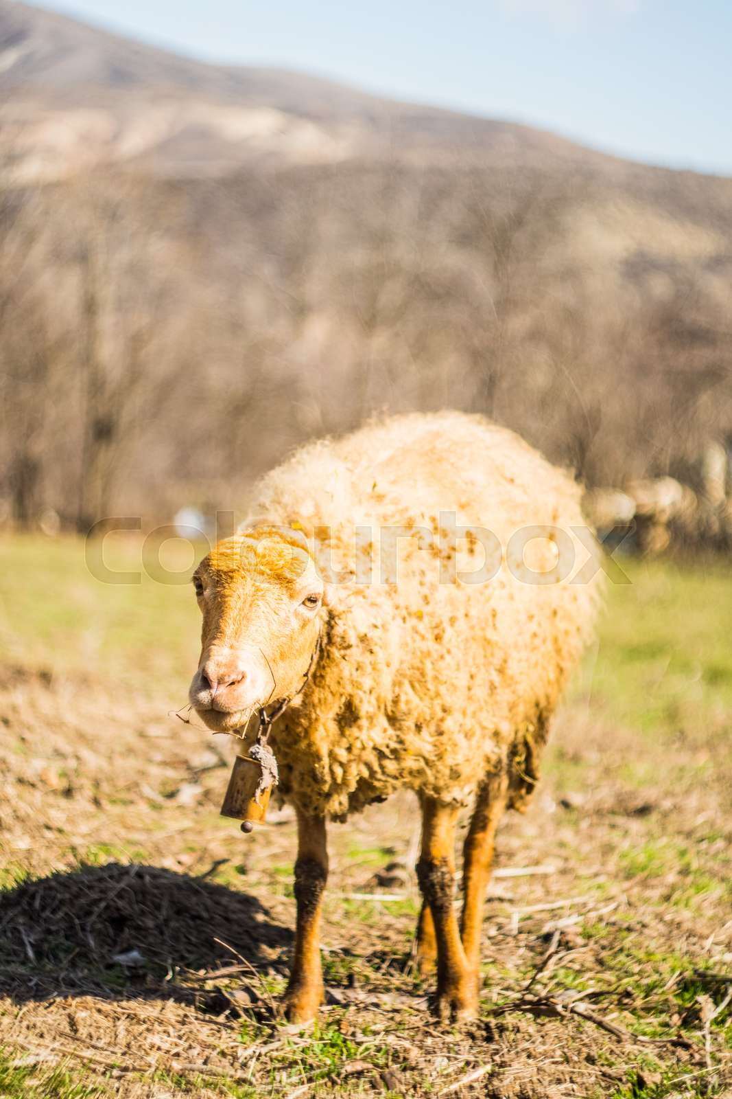 A sheep with tag in the neck in the farmland | Stock image | Colourbox