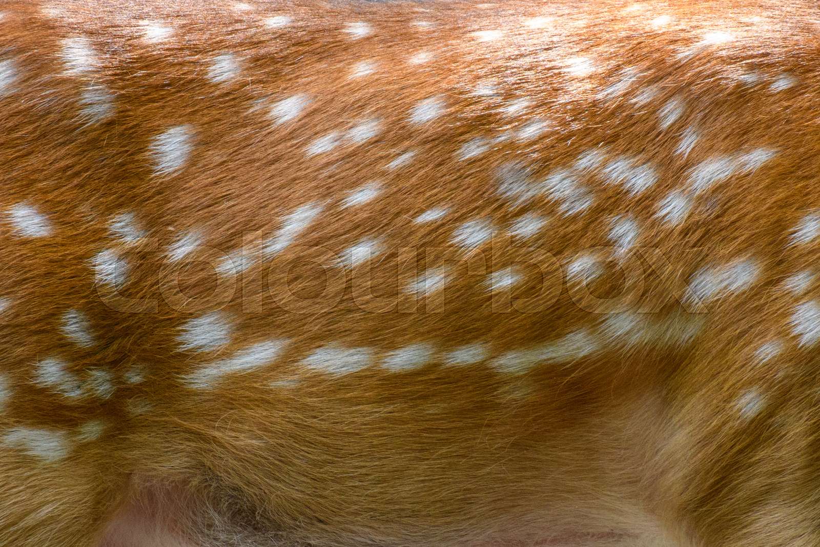 Deer skin pattern white spot in picture | Stock image | Colourbox
