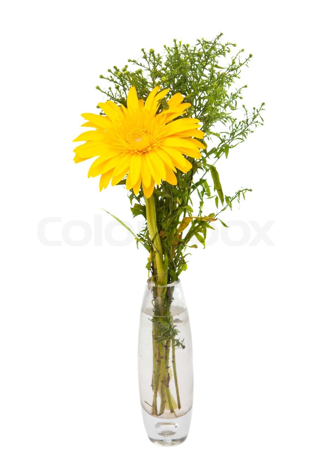 gerbera in a vase isolated | Stock image | Colourbox