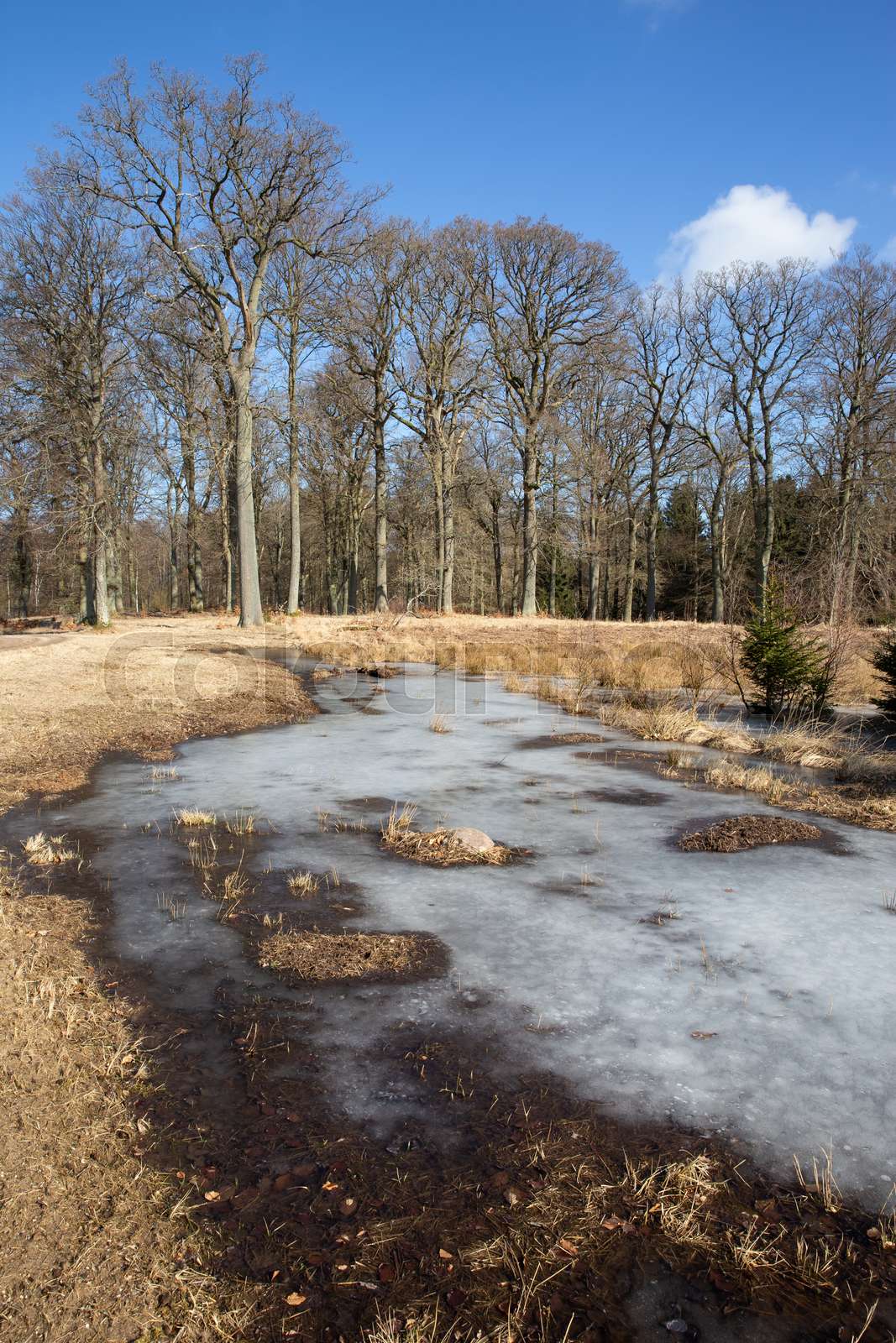Gribskov in Denmark | Stock image | Colourbox
