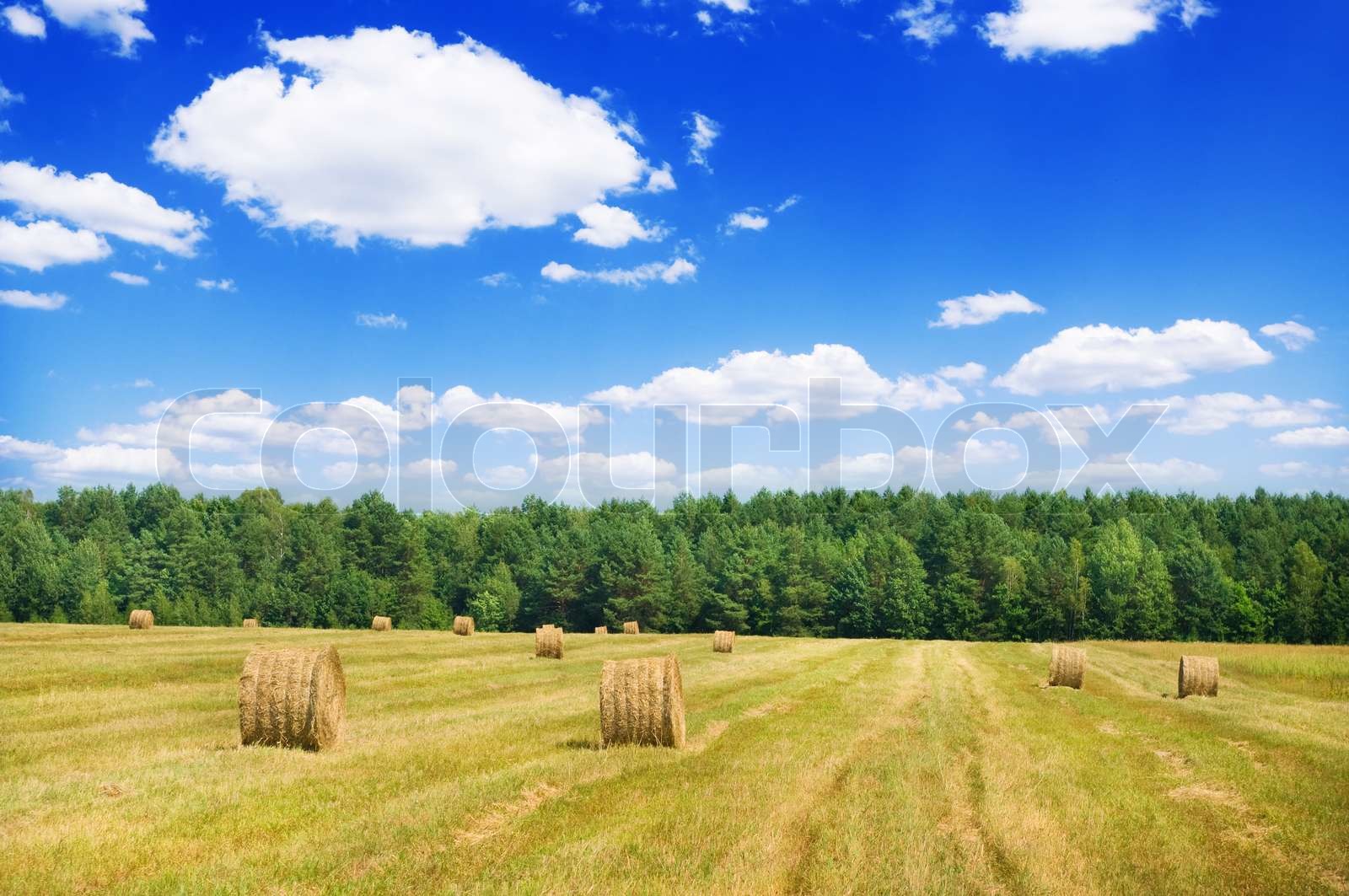 Harvesting Of Grain Agricultural Crops Stock Image Colourbox harvesting-of-grain-agricultural-crops-stock-image-colourbox