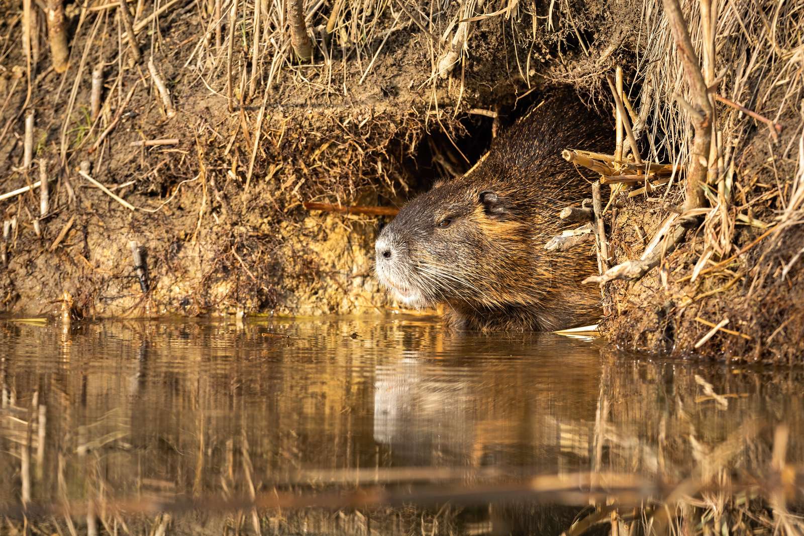 Calm nutria resting in burrow near water in summertime. | Stock image ...