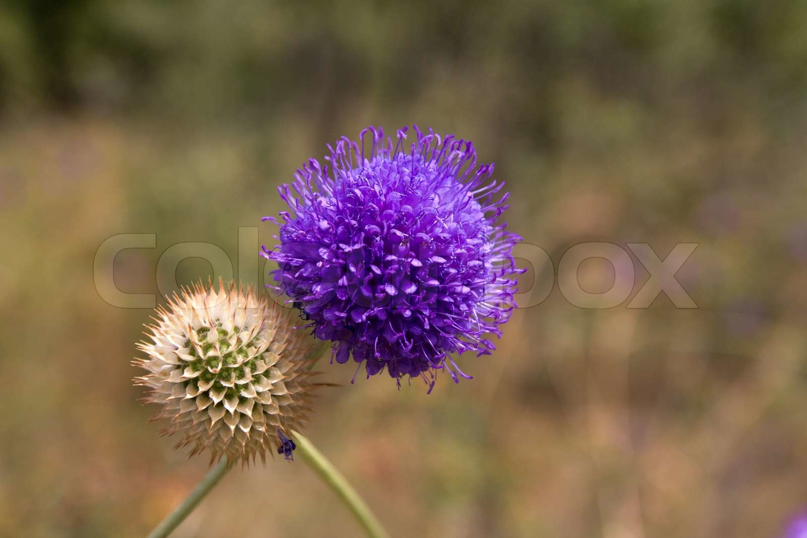 kugle, park, urter | Stock foto | Colourbox