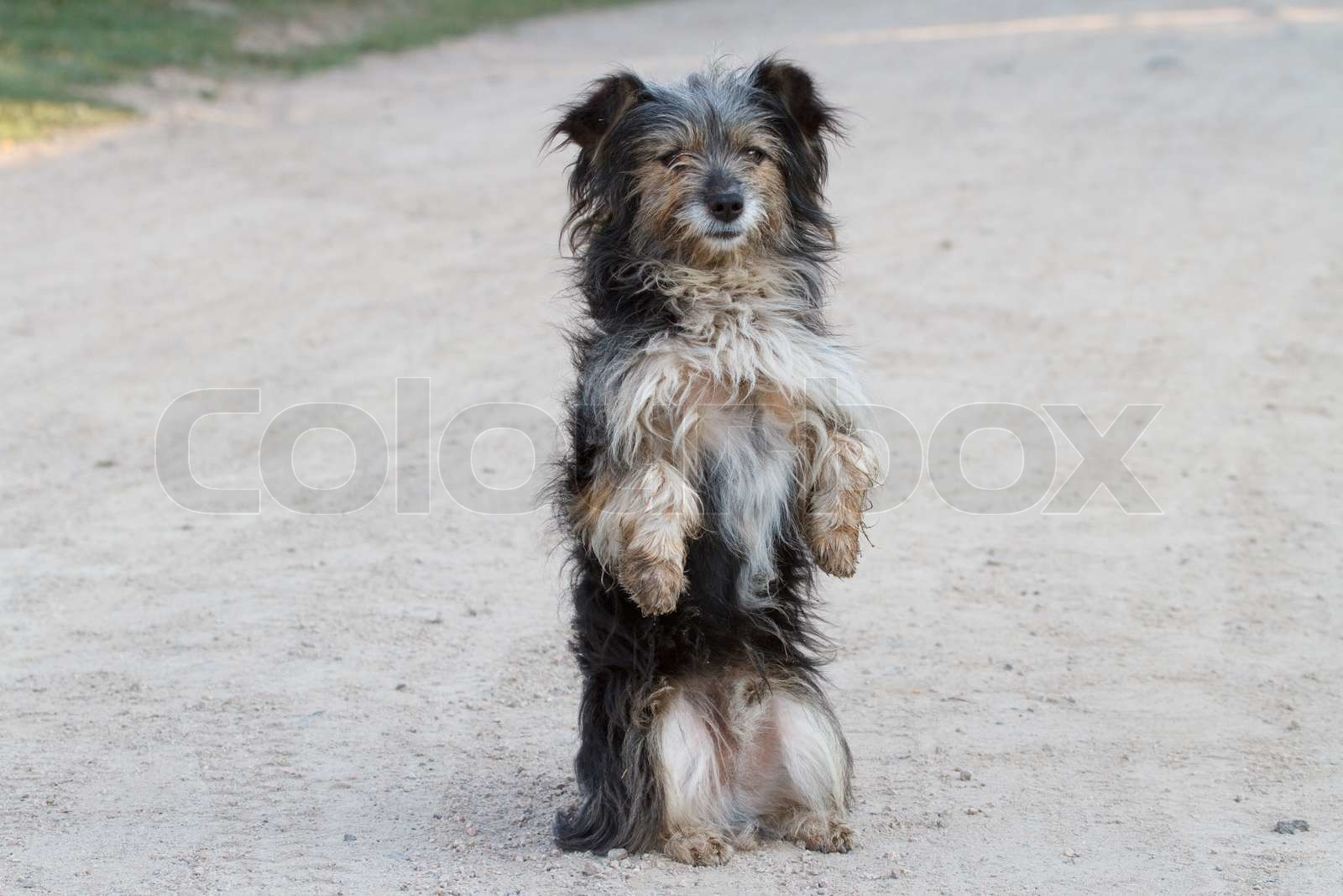 Dog standing on two legs | Stock image | Colourbox