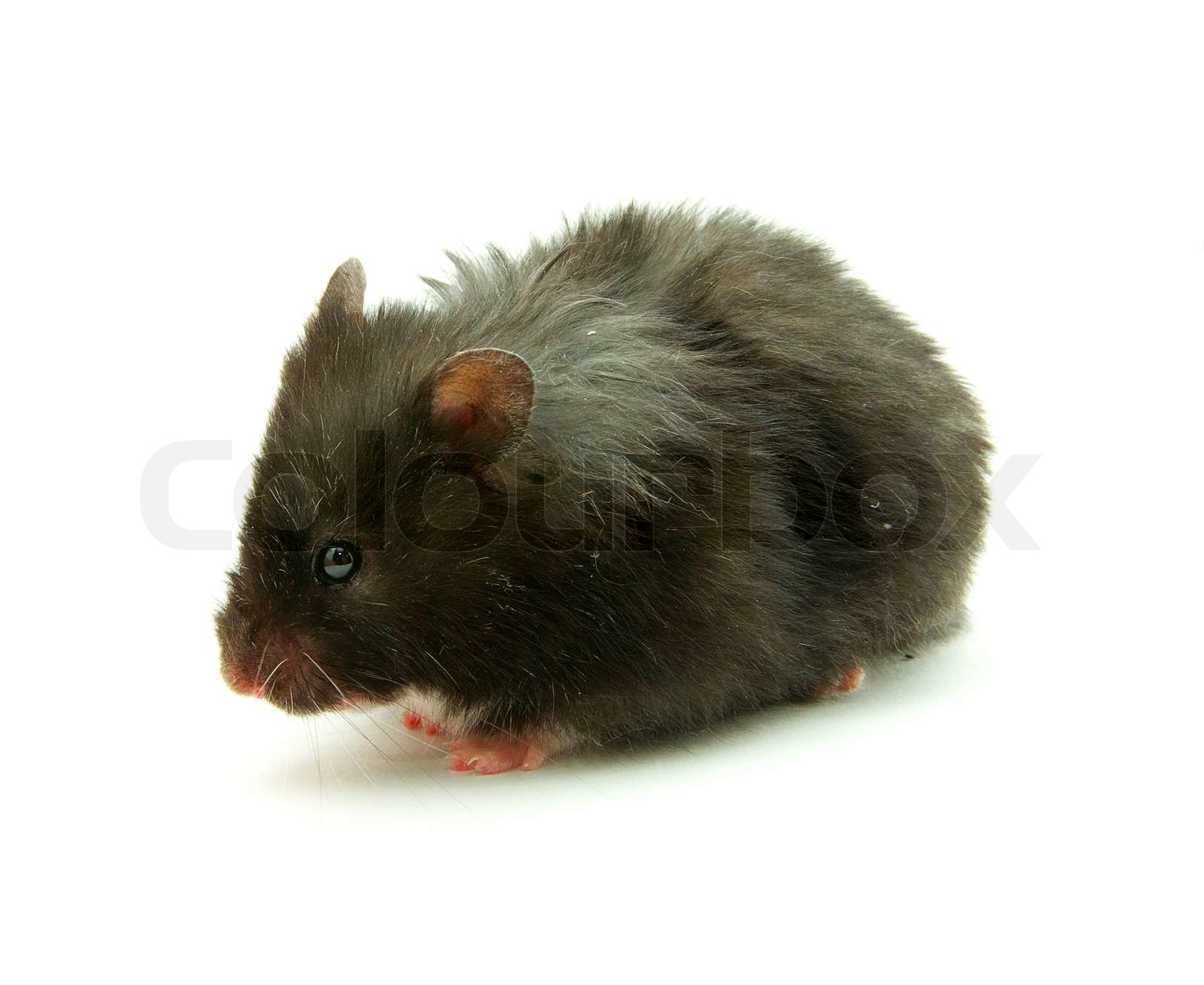 hamster | Stock image | Colourbox