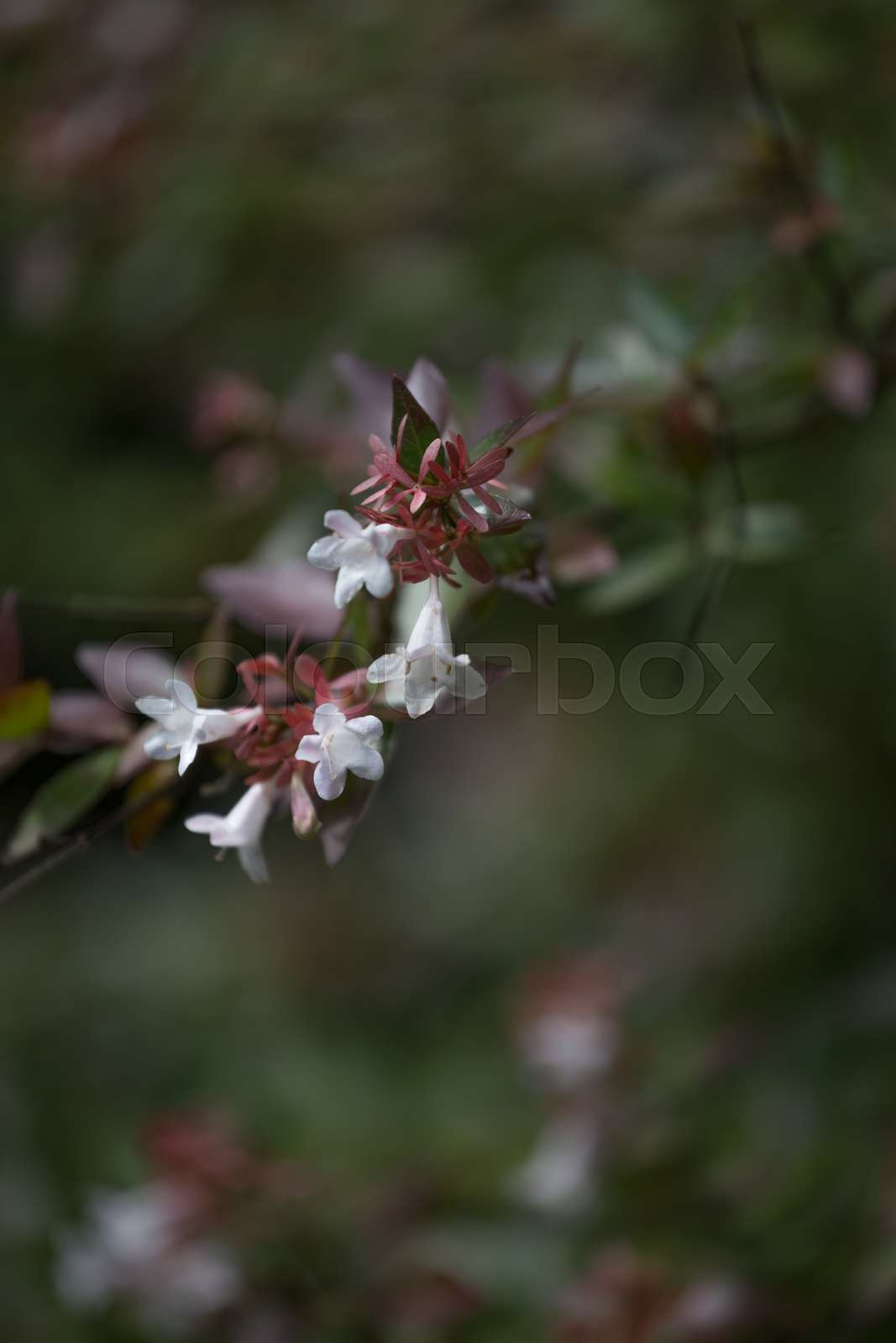 Abelia grandiflora in Batumi botanical garden also known as glossy ...