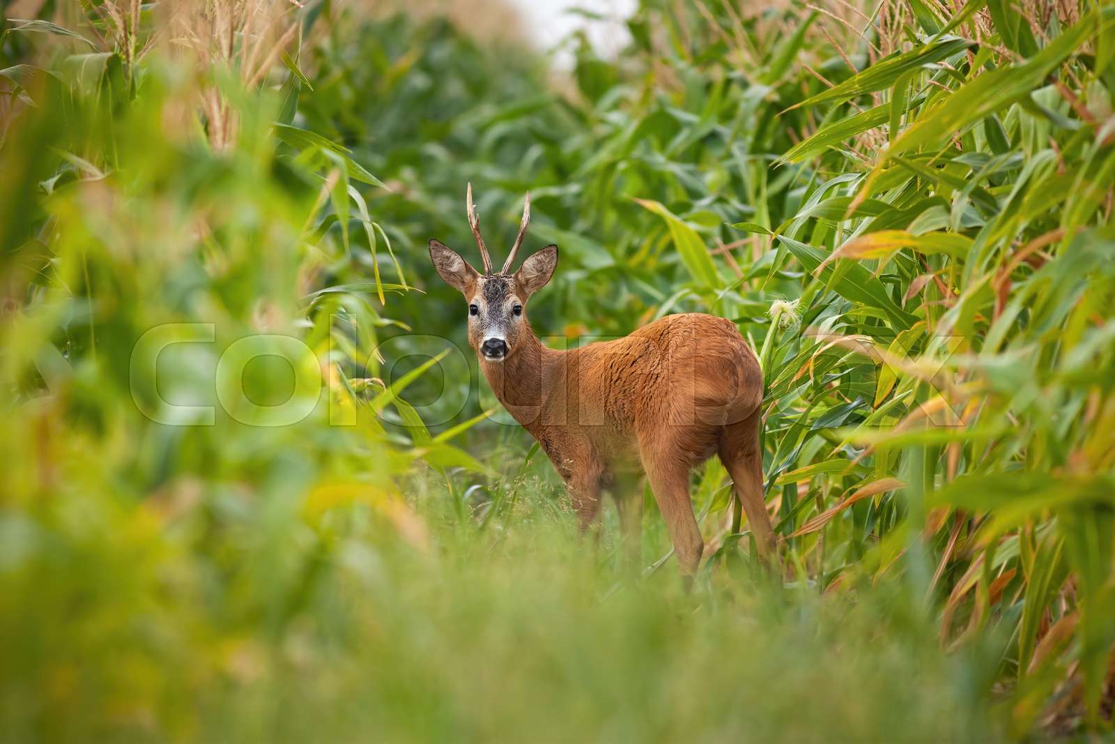 Roe deer buck looking back in corn field during the summer. | Stock ...