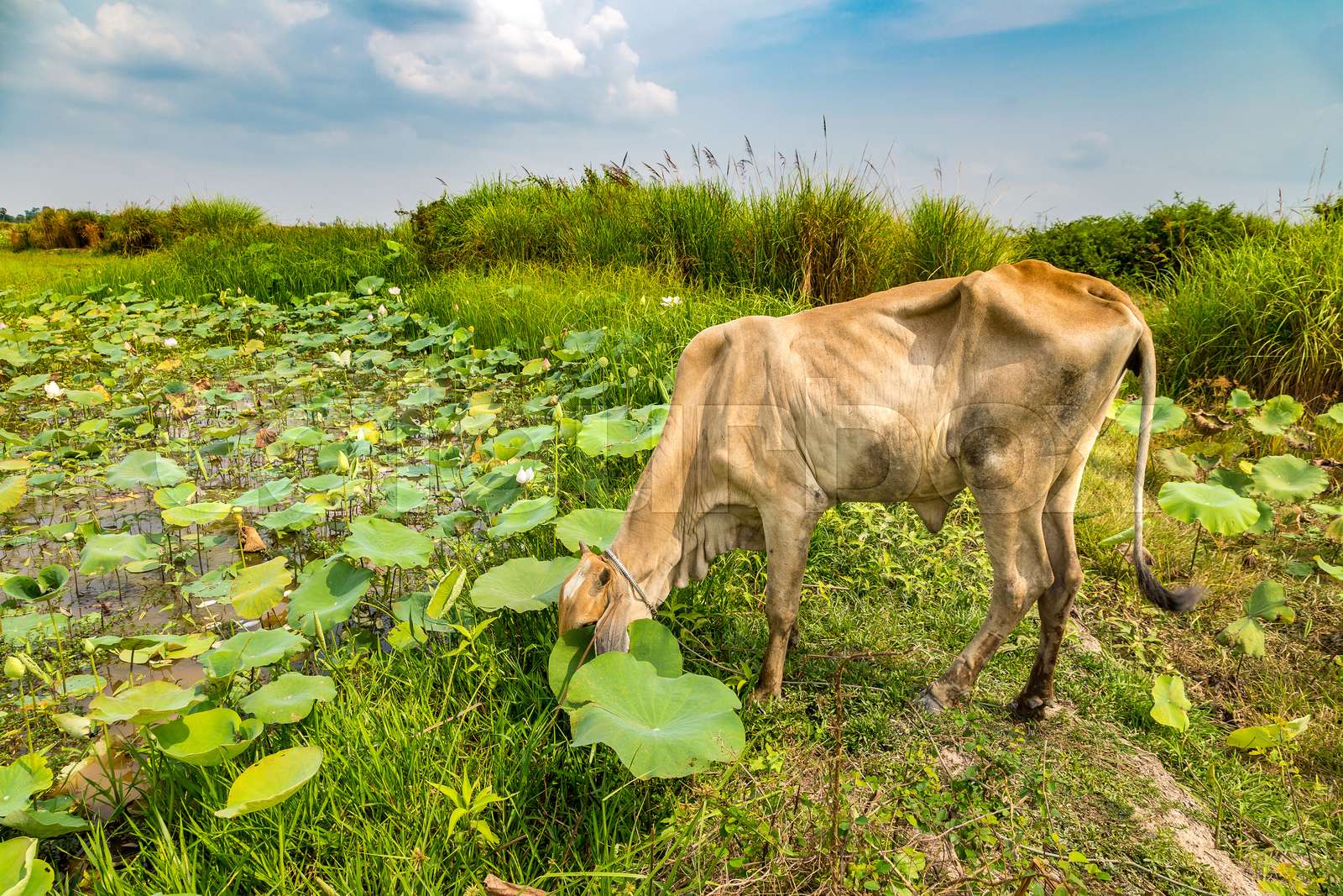 Asian cow in Cambodia | Stock image | Colourbox